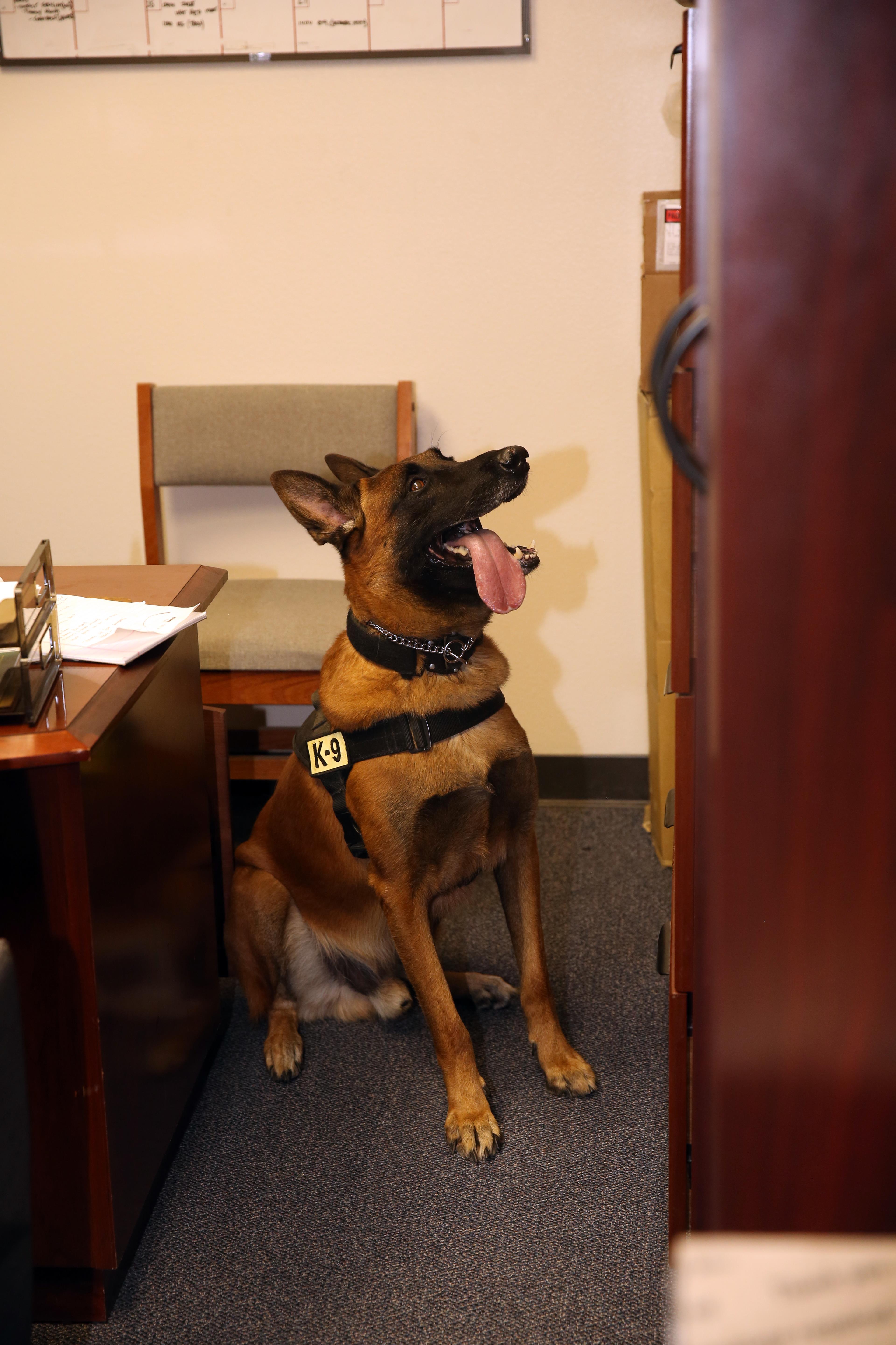 PMO K9 division maintains readiness with night training
