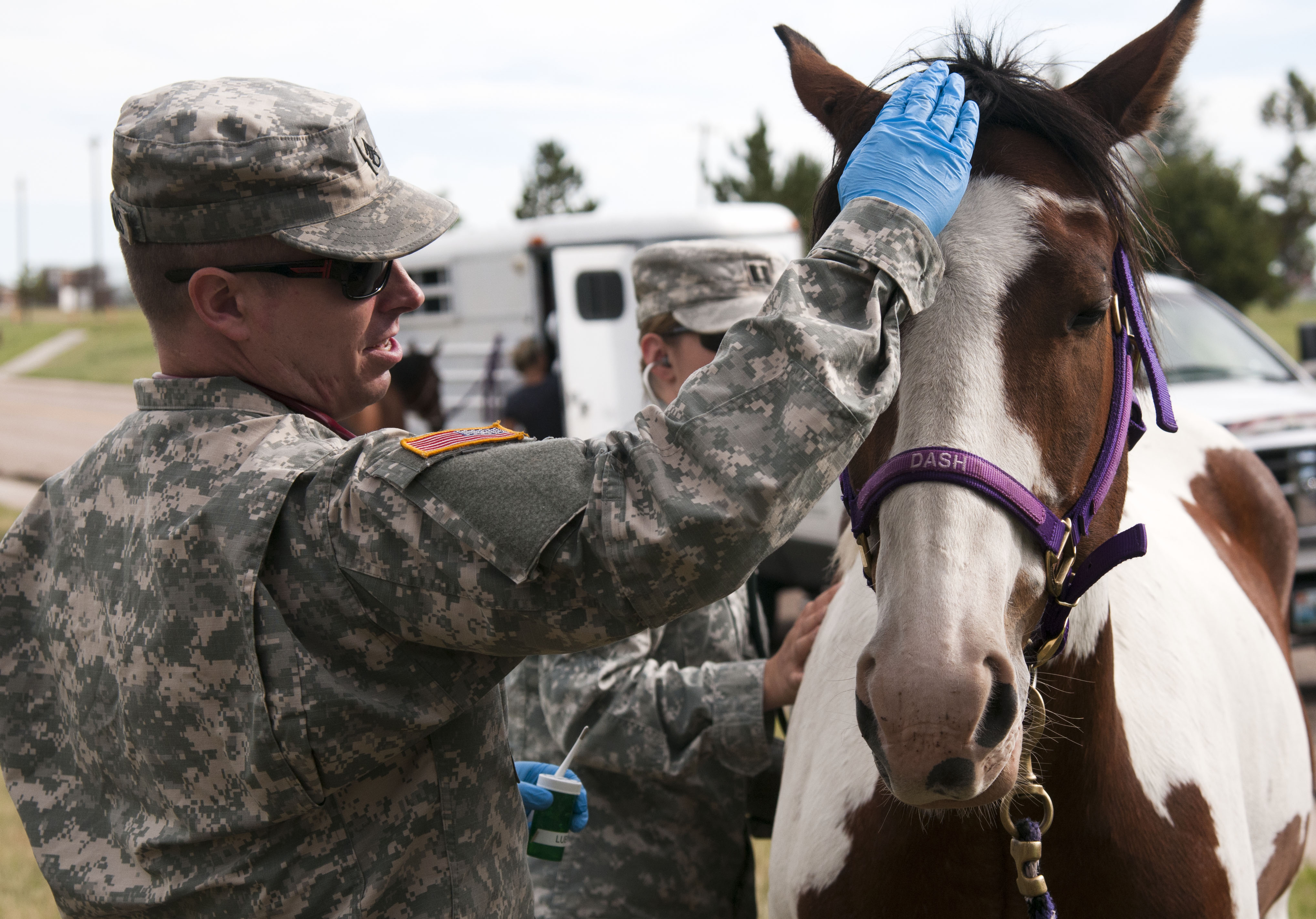 Warren veterinarian examines horses