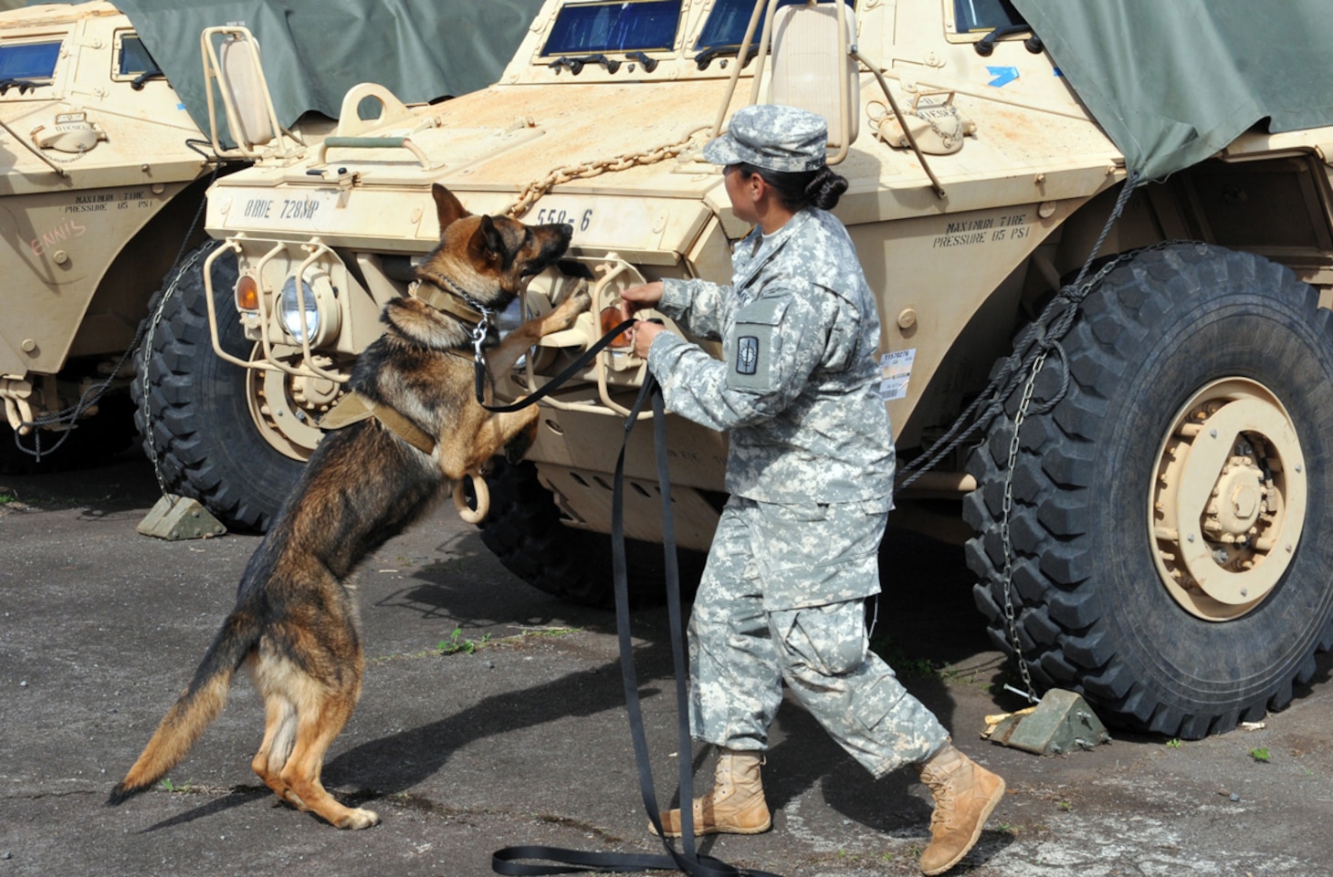 Military Working Dog Teams Enhance Readiness through Certification > U ...