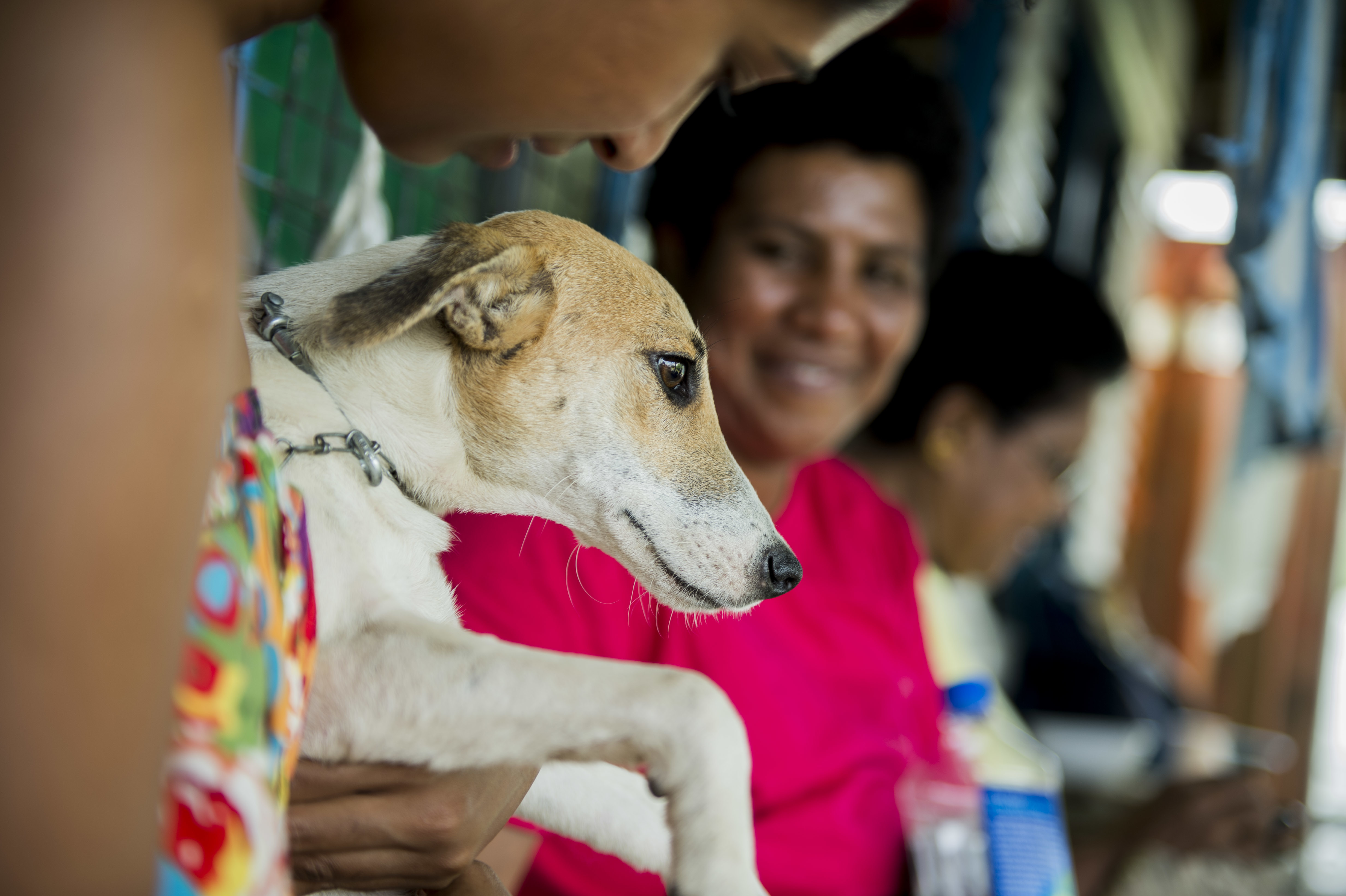 A dog named Bolou awaits surgery at the Animals Fiji clinic during ...