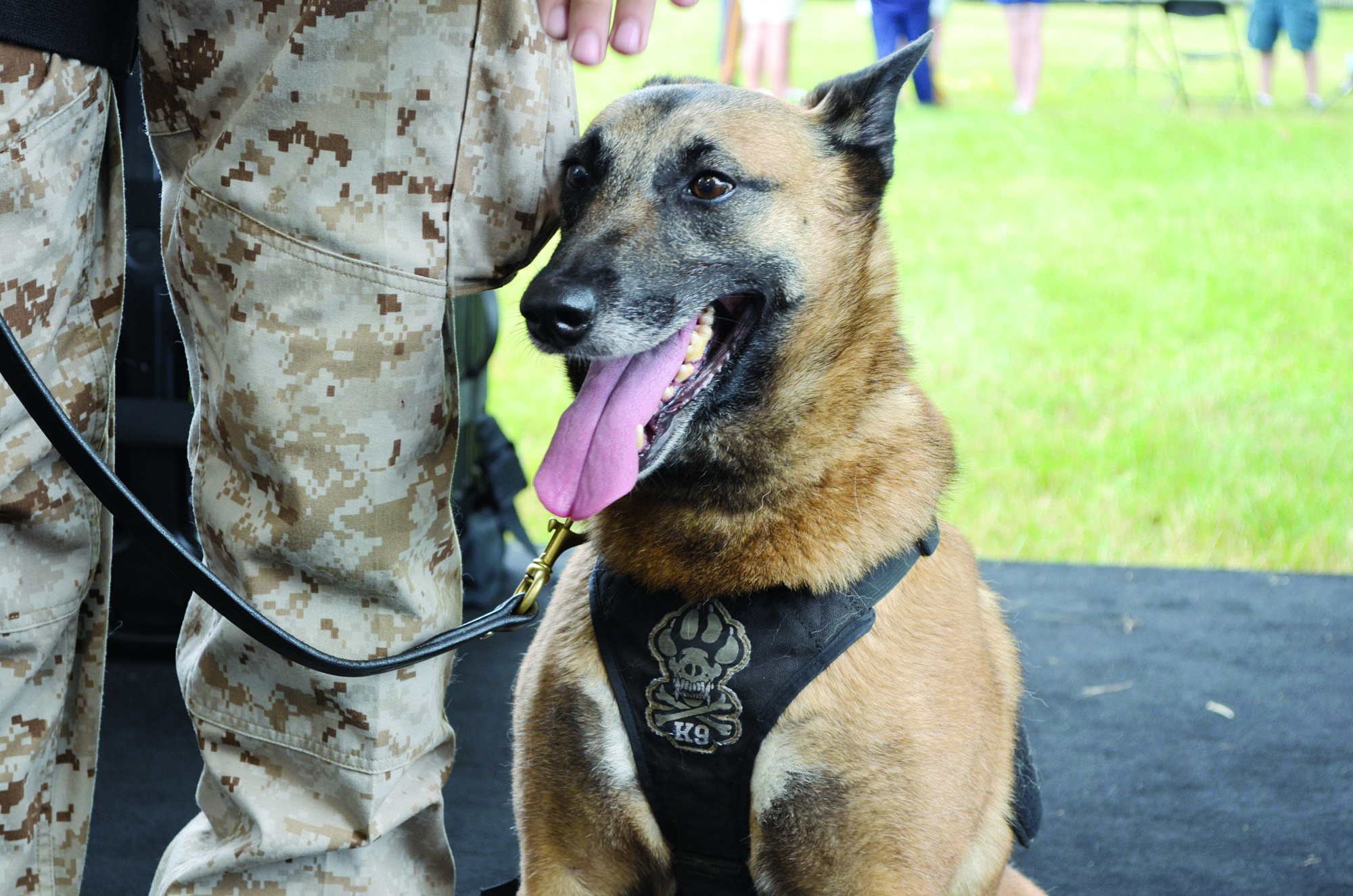 Service dogs provide support during the DOD Warrior Games