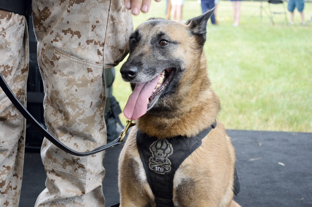 Service dogs provide support during the DOD Warrior Games