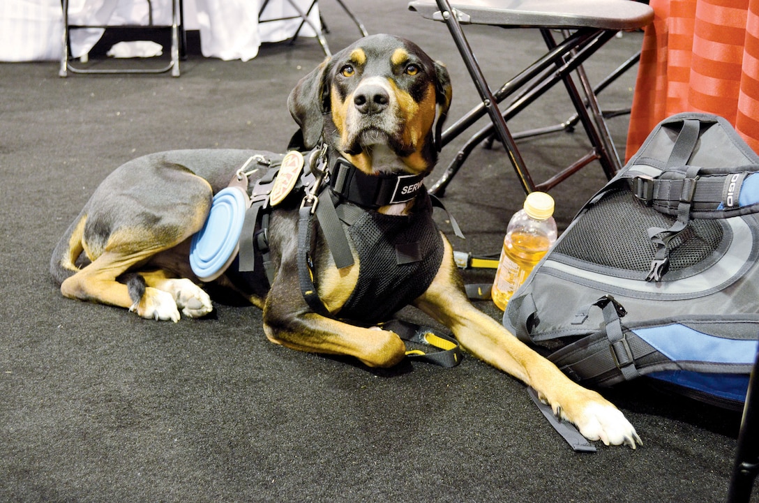 Service dogs provide support during the DOD Warrior Games