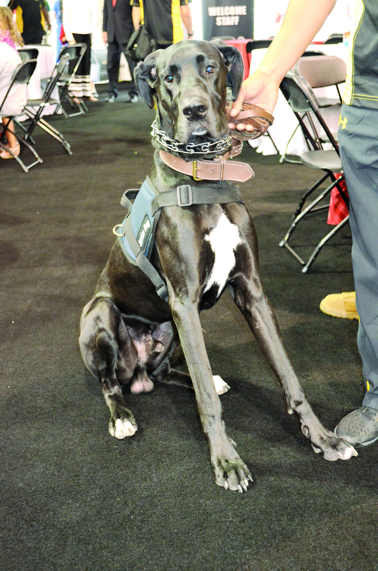 Service dogs provide support during the DOD Warrior Games