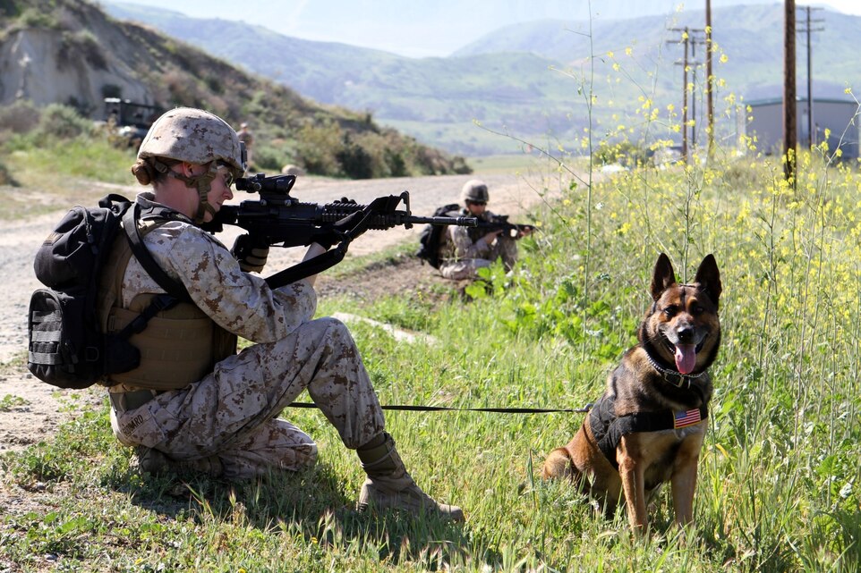 MWDs participate in C-IED Training > I Marine Expeditionary Force > Article