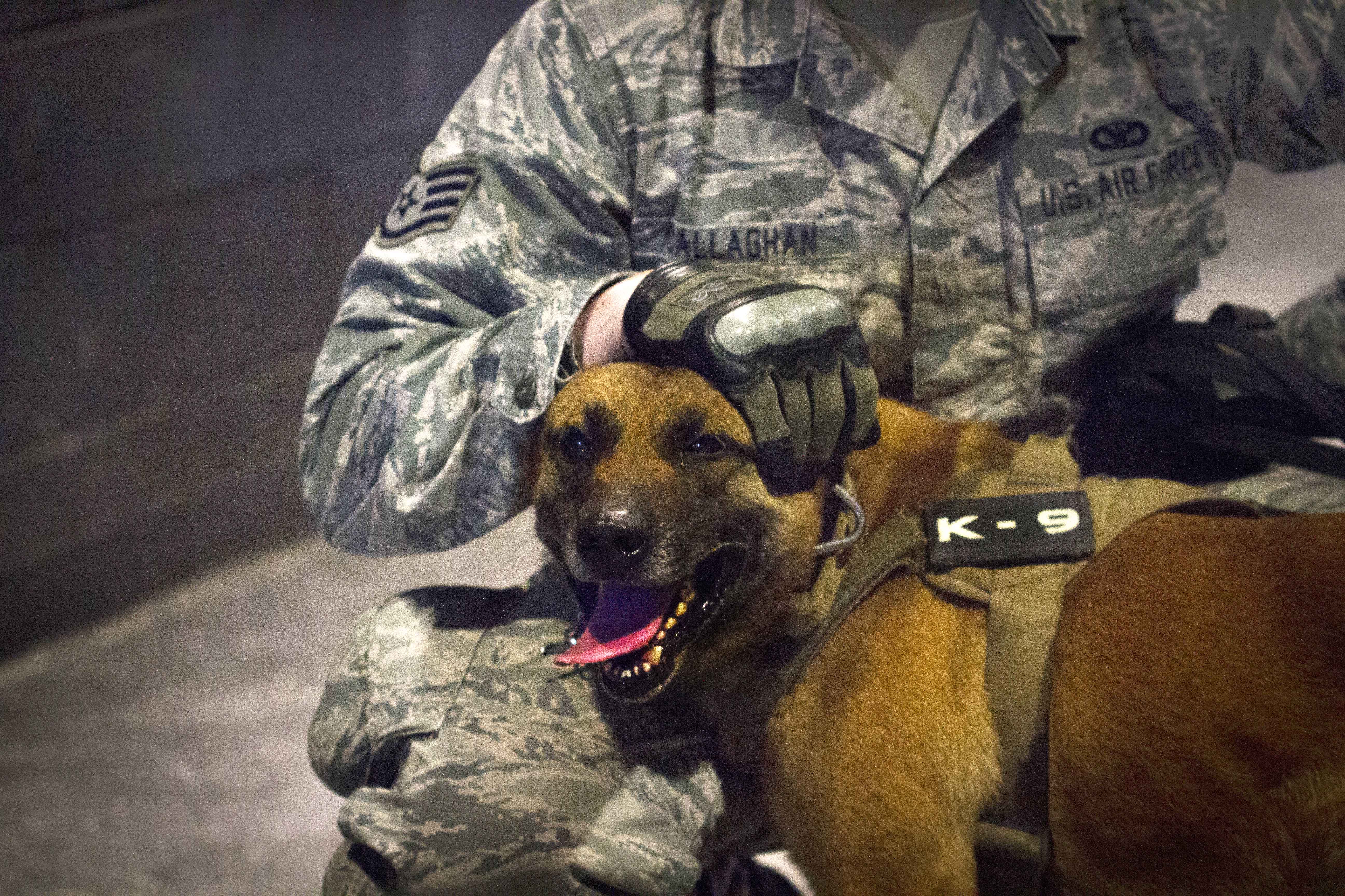 Air Force Staff Sgt. Jeremy Callaghan gives his military working dog ...