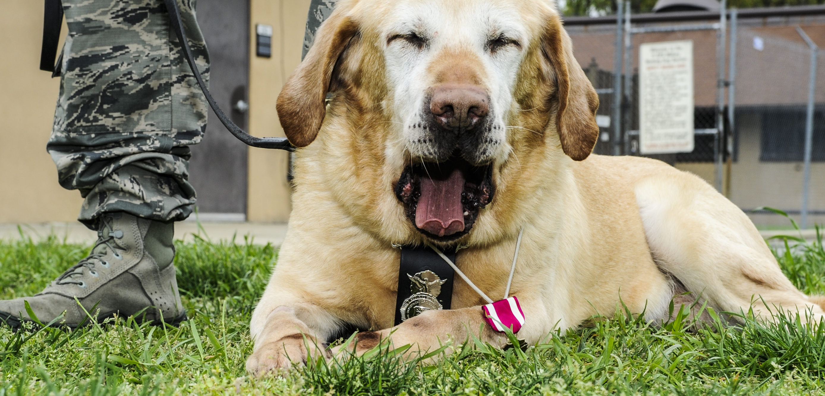 JBA K9 handlers ‘paws’ for retirement ceremony > Joint Base Andrews > News