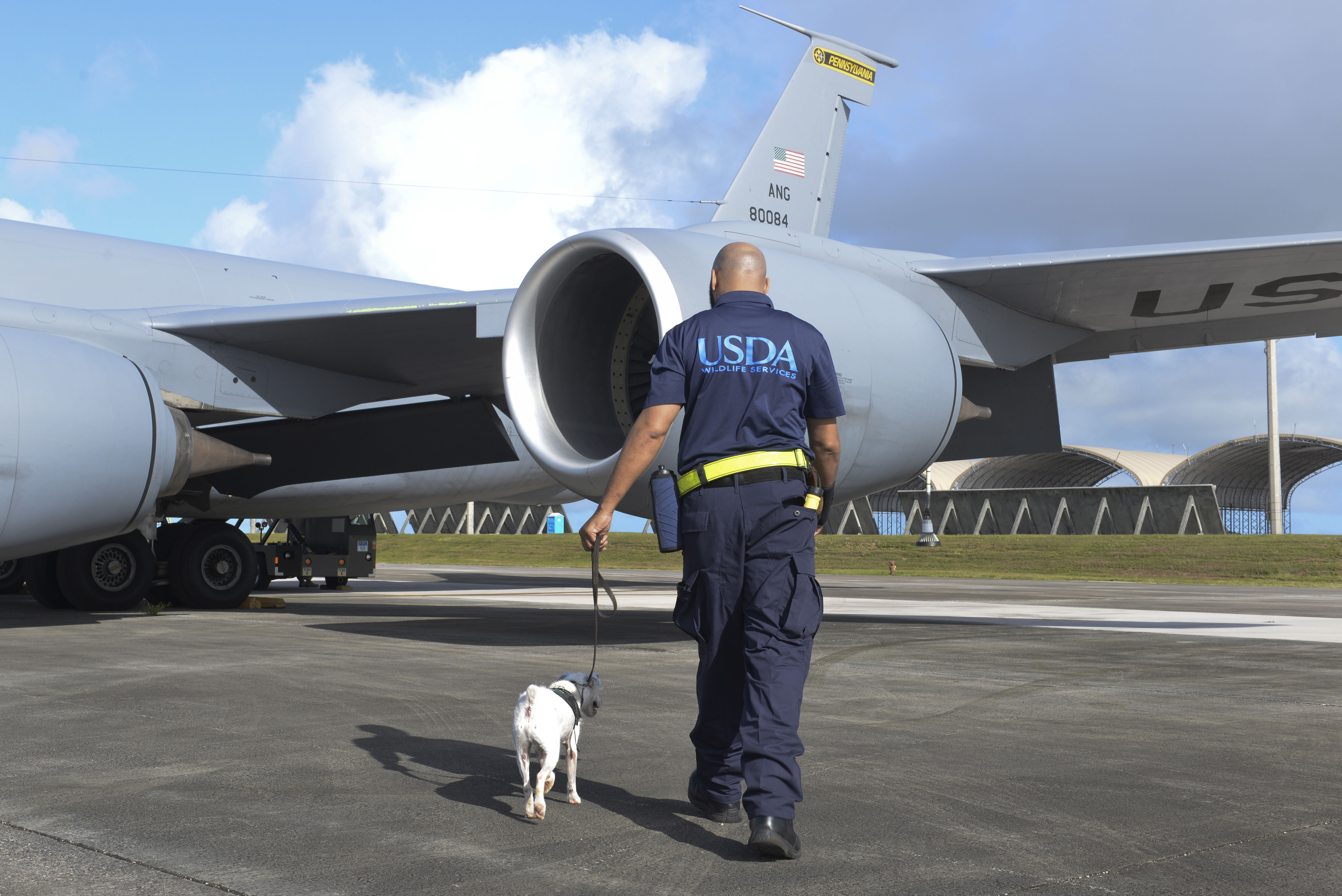 USDA dogs sniff out snakes > Andersen Air Force Base > Features