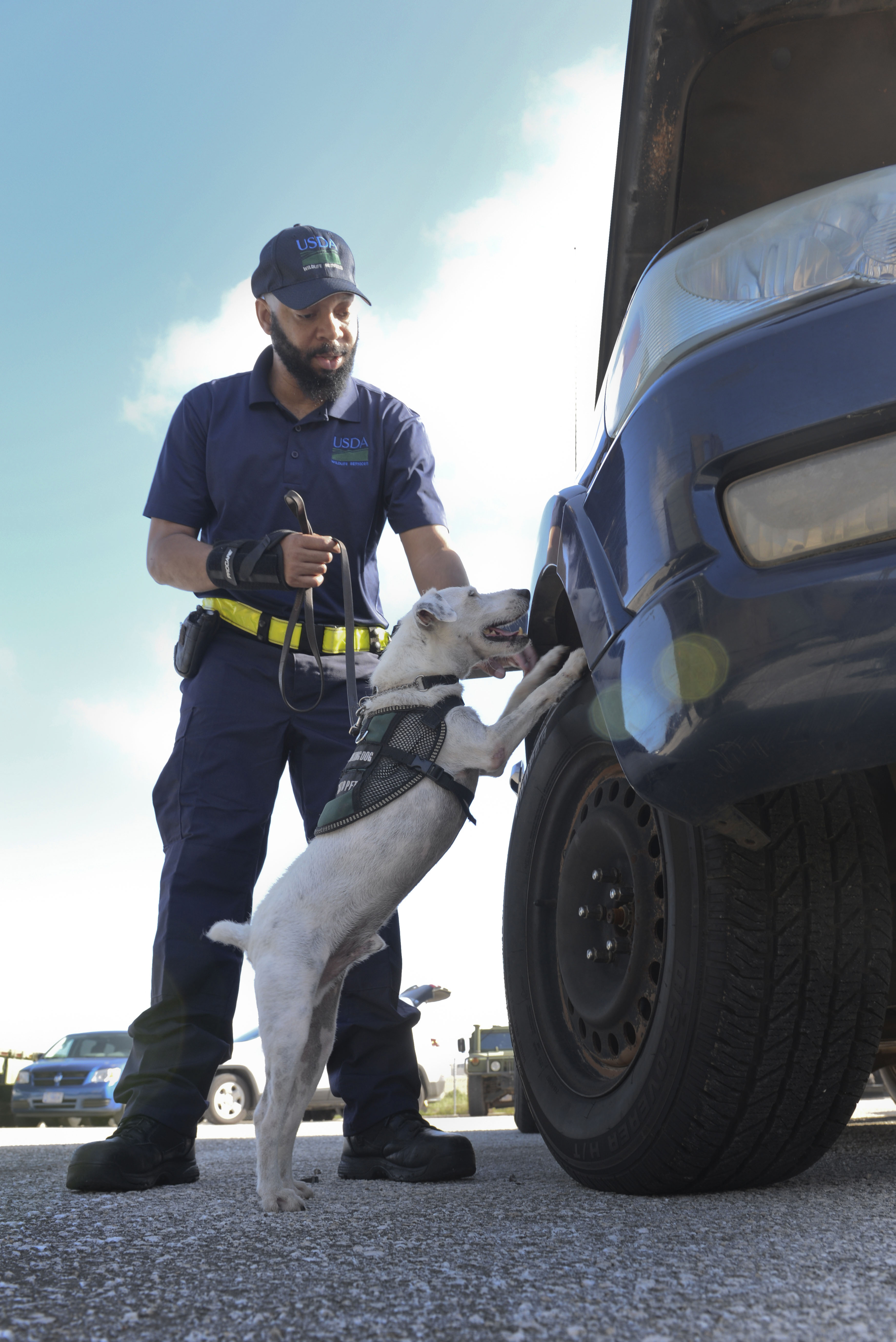 USDA dogs sniff out snakes > Air Force > Article Display