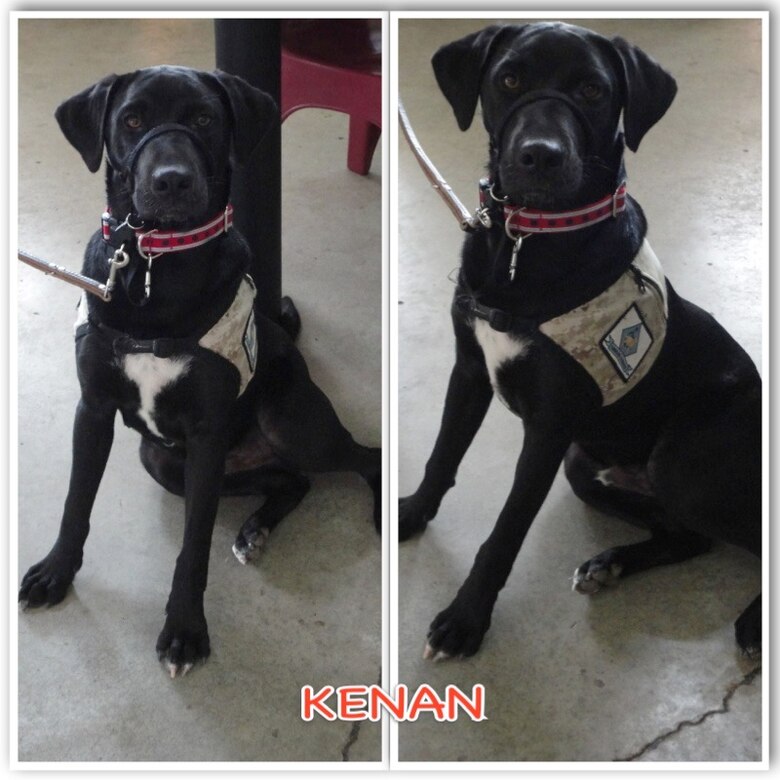 NAVCON Brig Charleston has two dogs available for adoption > Joint Base ...