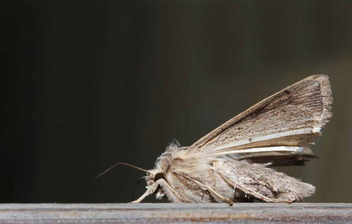 May's Miller moth migration mitigation methods > Peterson and Schriever ...