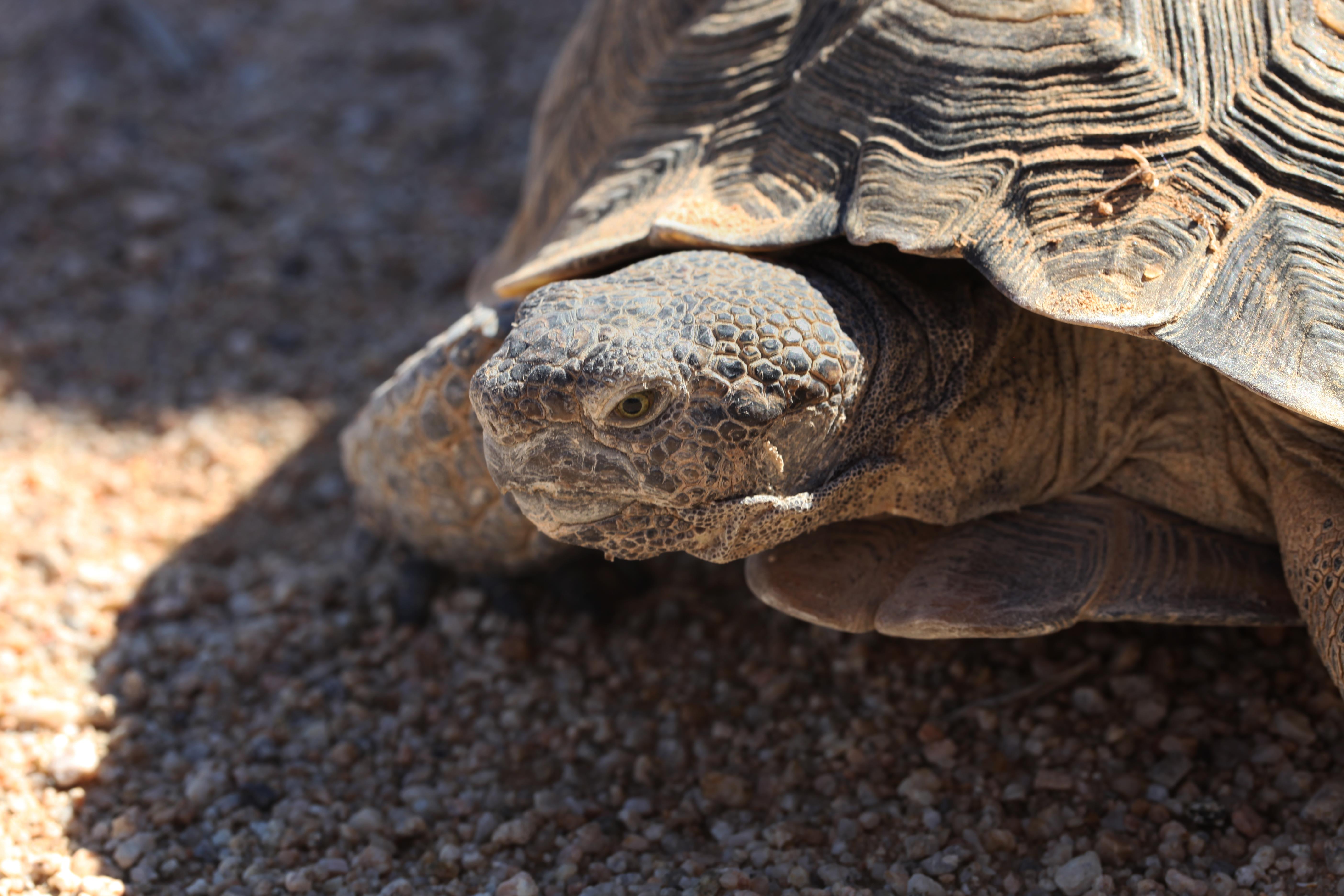 Desert Tortoise Headstart program makes first release