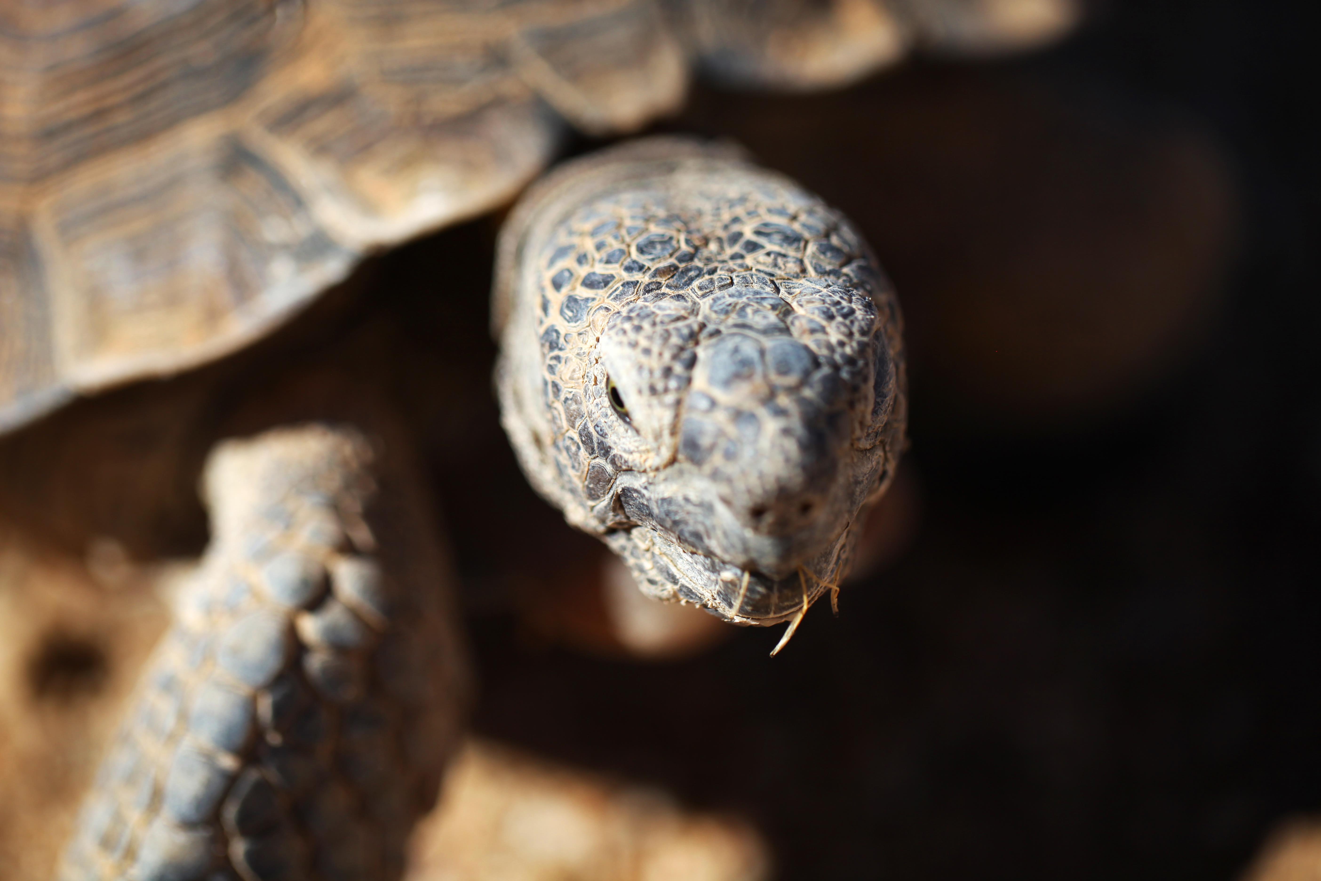 Desert Tortoise Headstart program makes first release