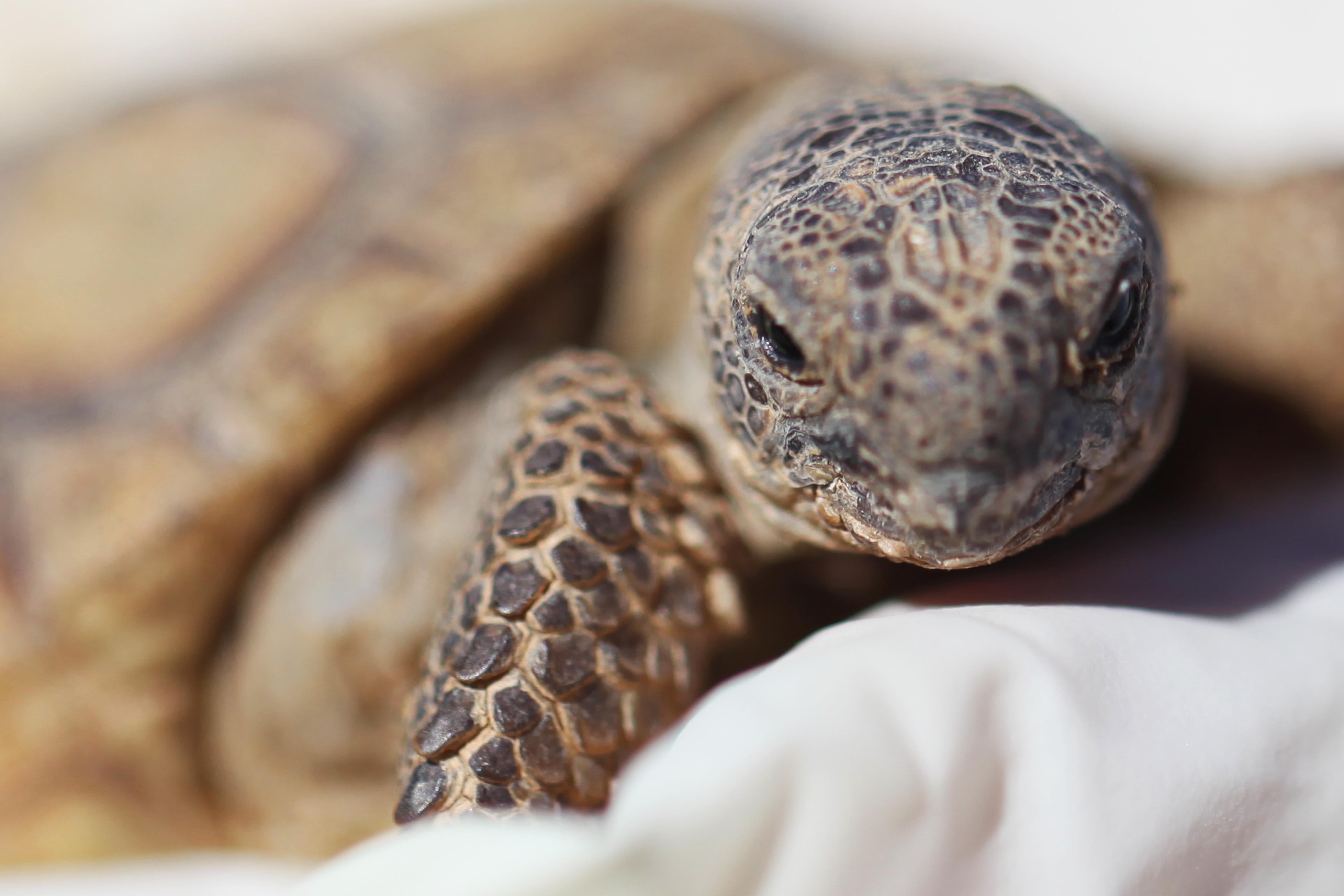 Desert Tortoise Headstart program makes first release