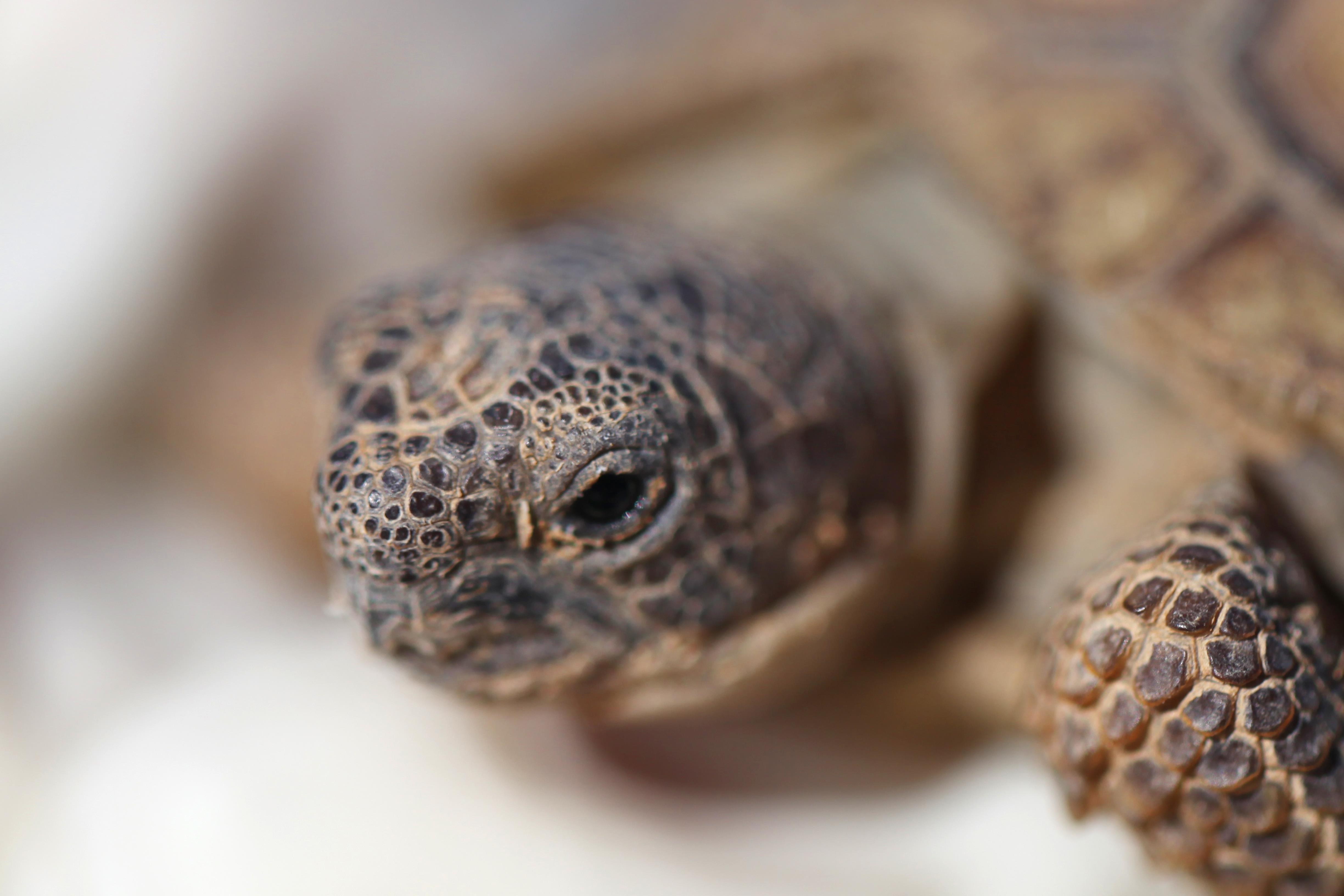Desert Tortoise Headstart program makes first release