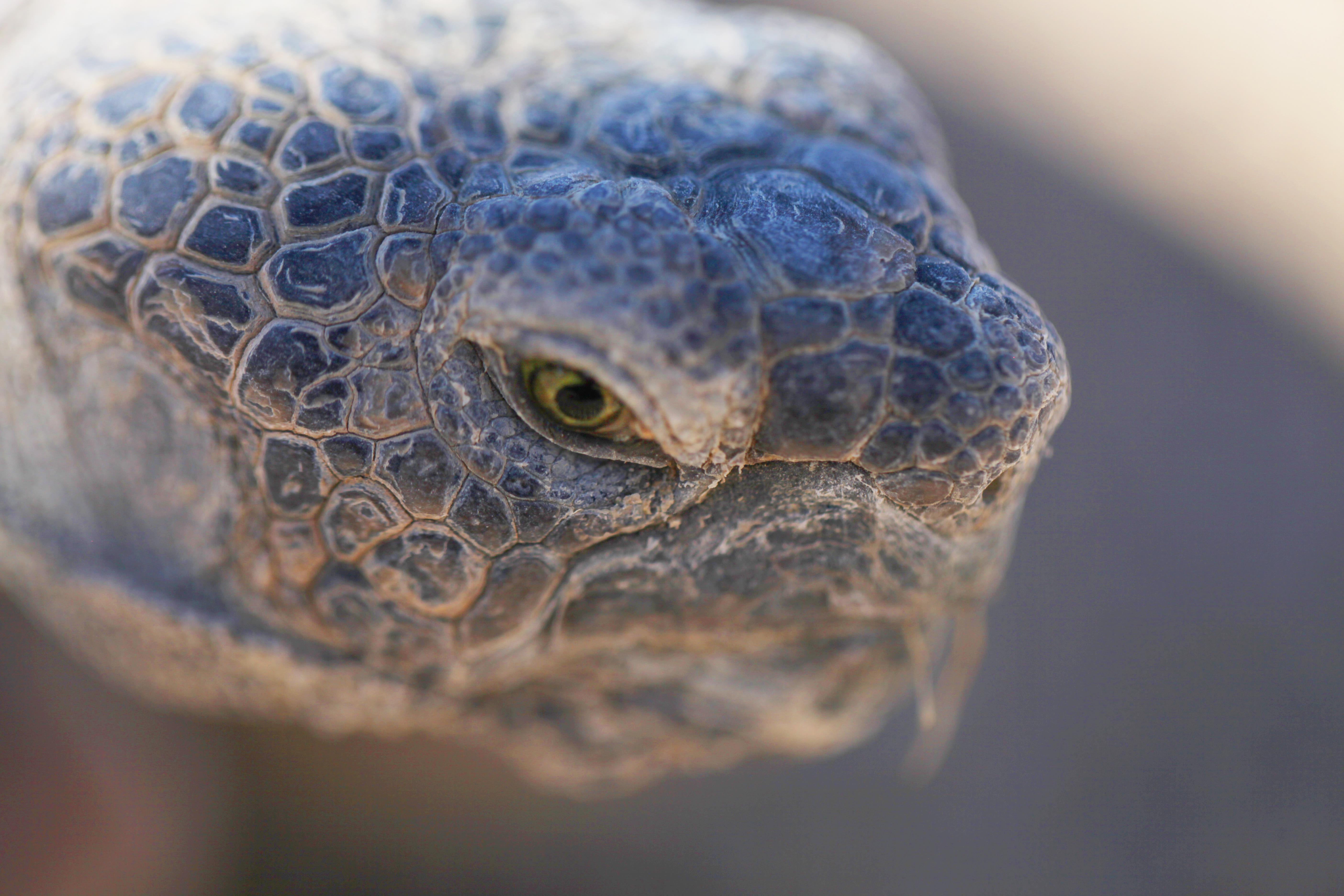 Desert Tortoise Headstart program makes first release