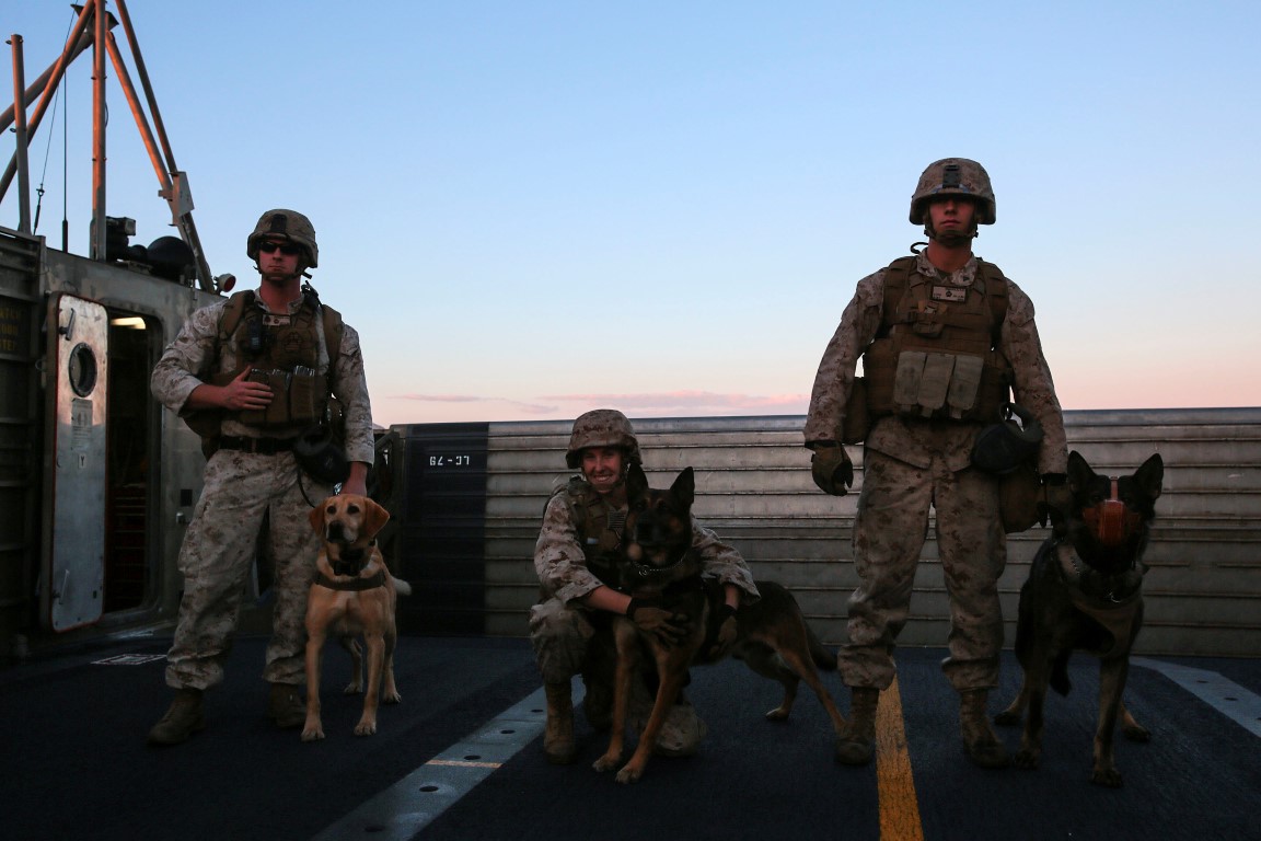 Marine dog teams sniff out trouble