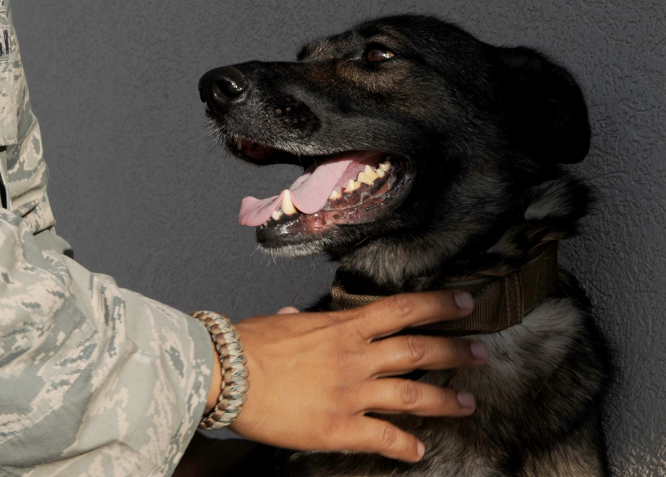 Army Dogs With Titanium Teeth