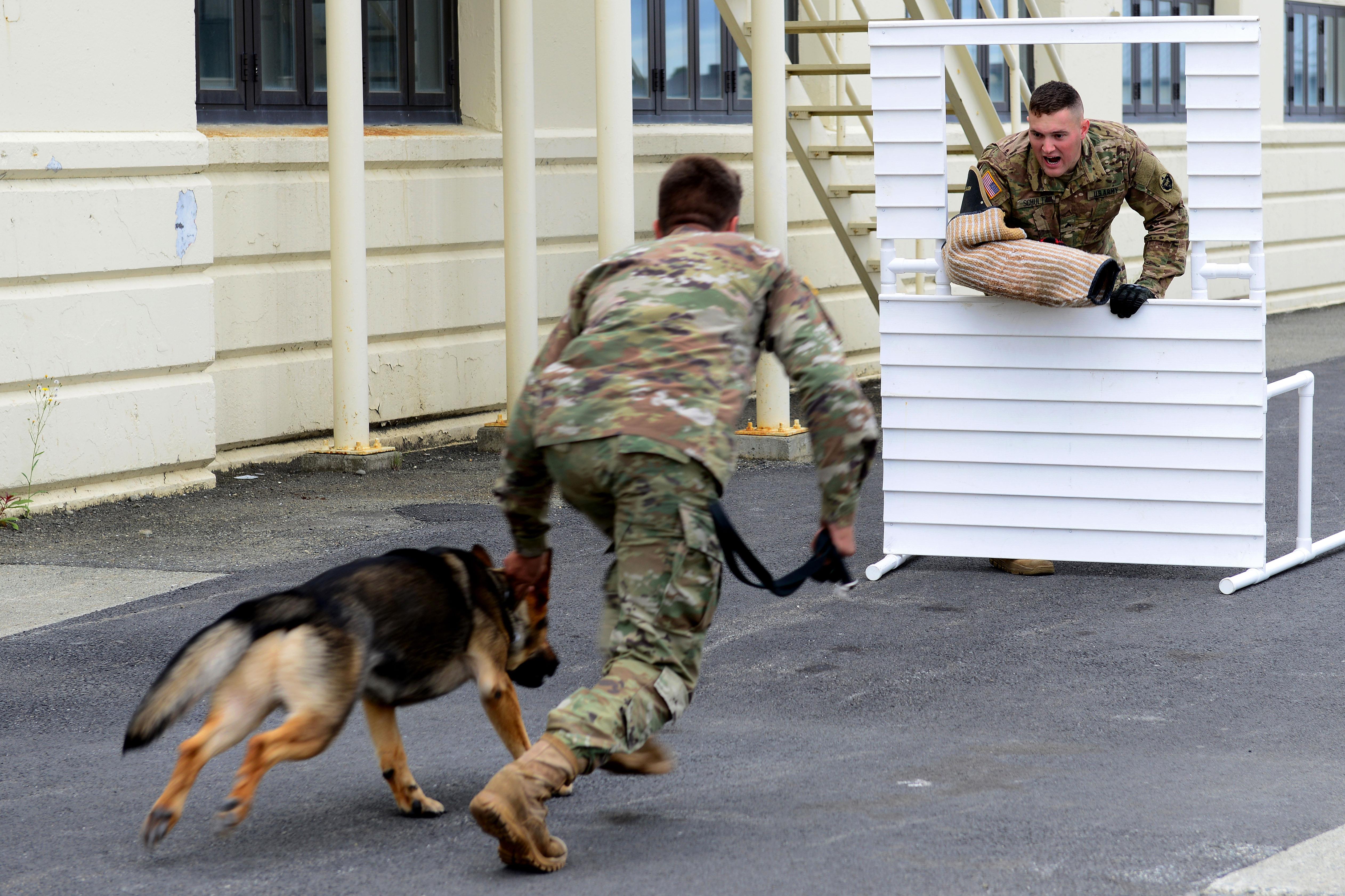 Military Working Dog Training