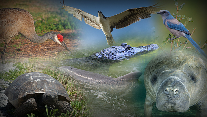 Do your part to keep wildlife healthy > Space Launch Delta 45 > Article ...