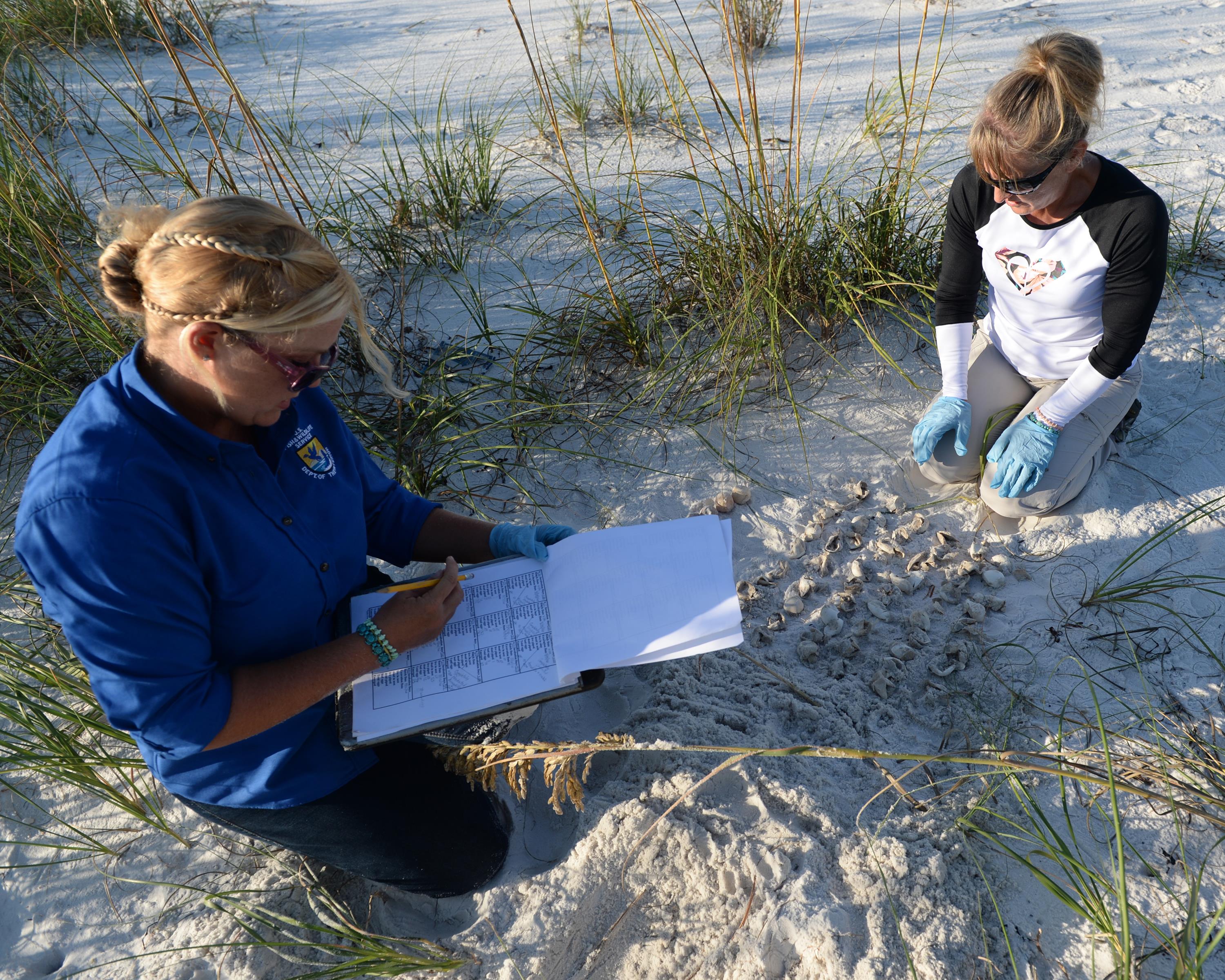Sea turtles hatch on Tyndall beaches > Tyndall Air Force Base > Article ...