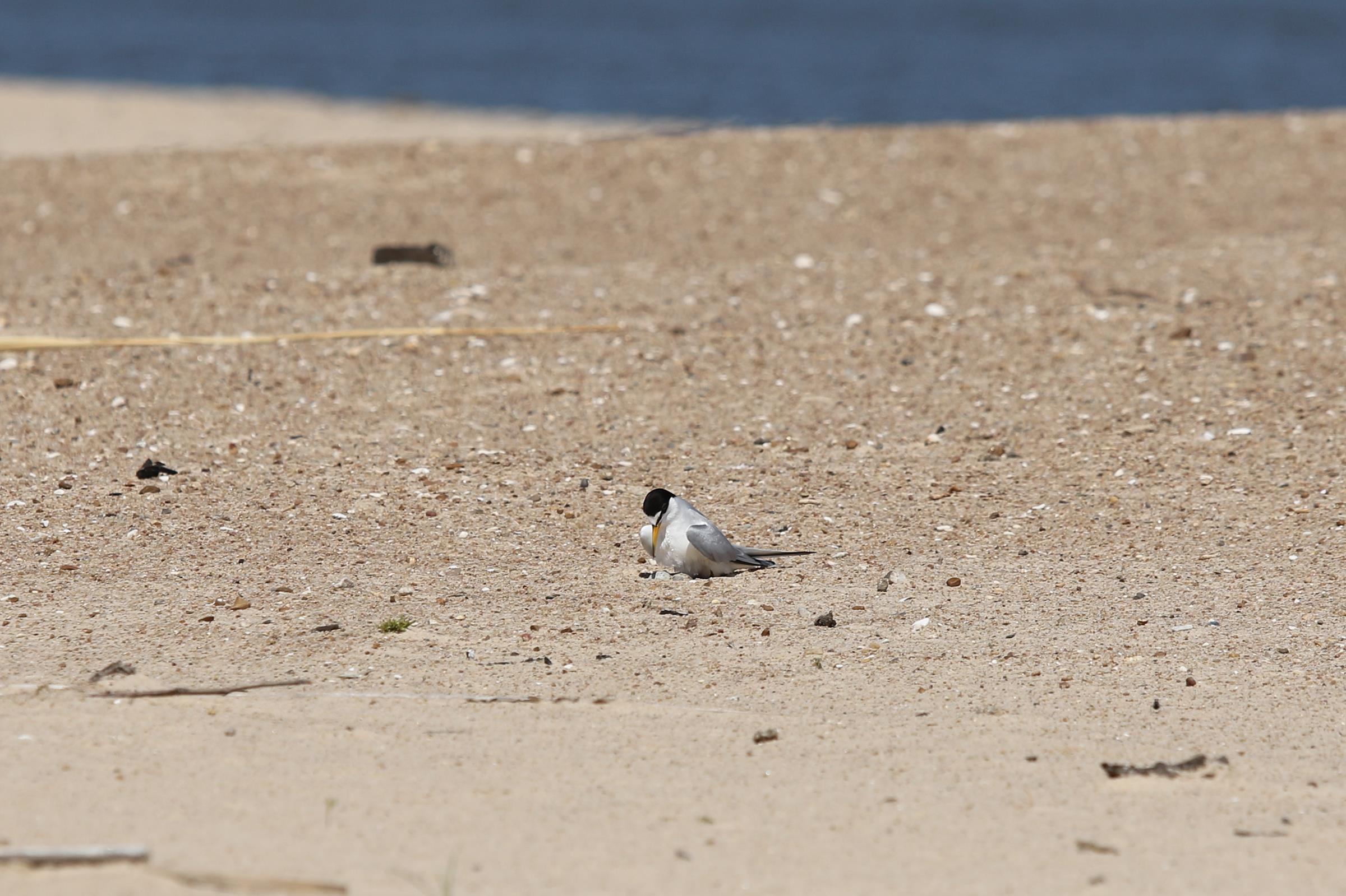 least tern nesting area
