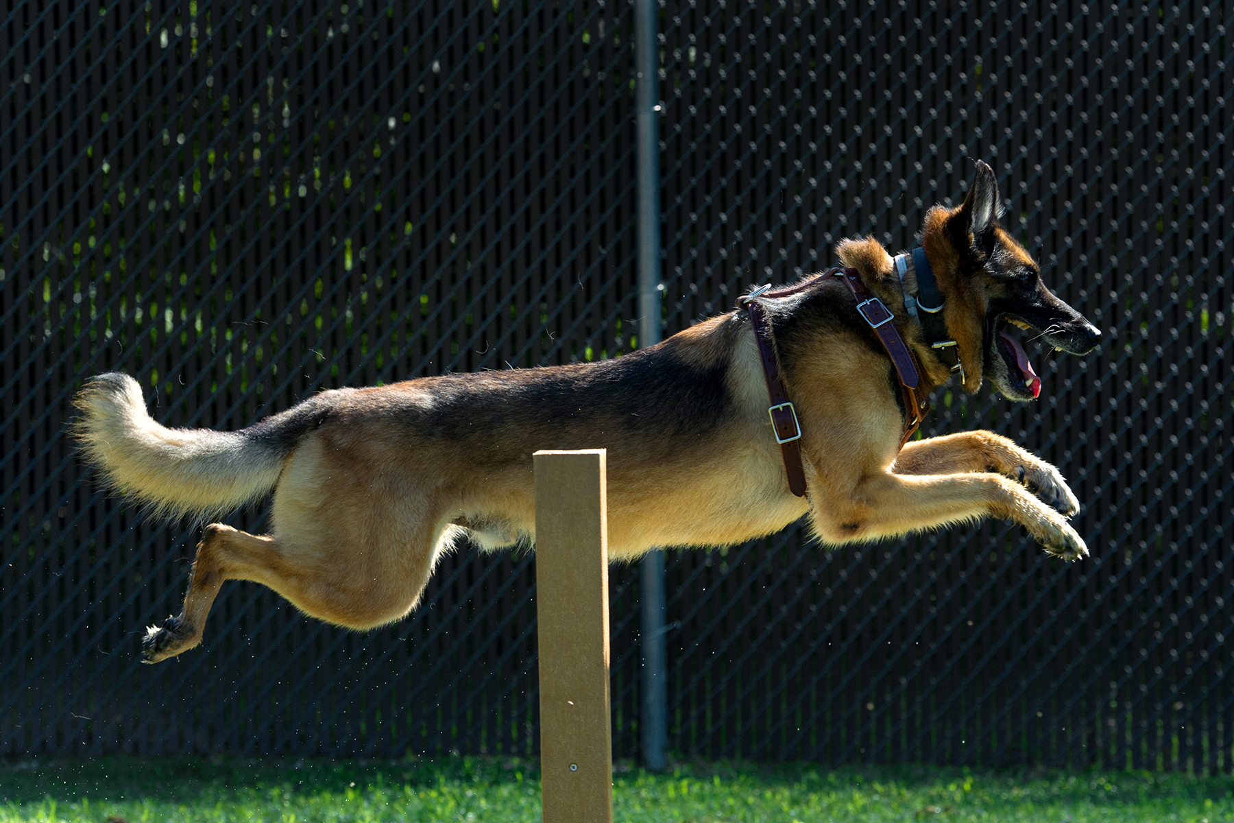 How Do You Train A Dog To Jump Obstacles