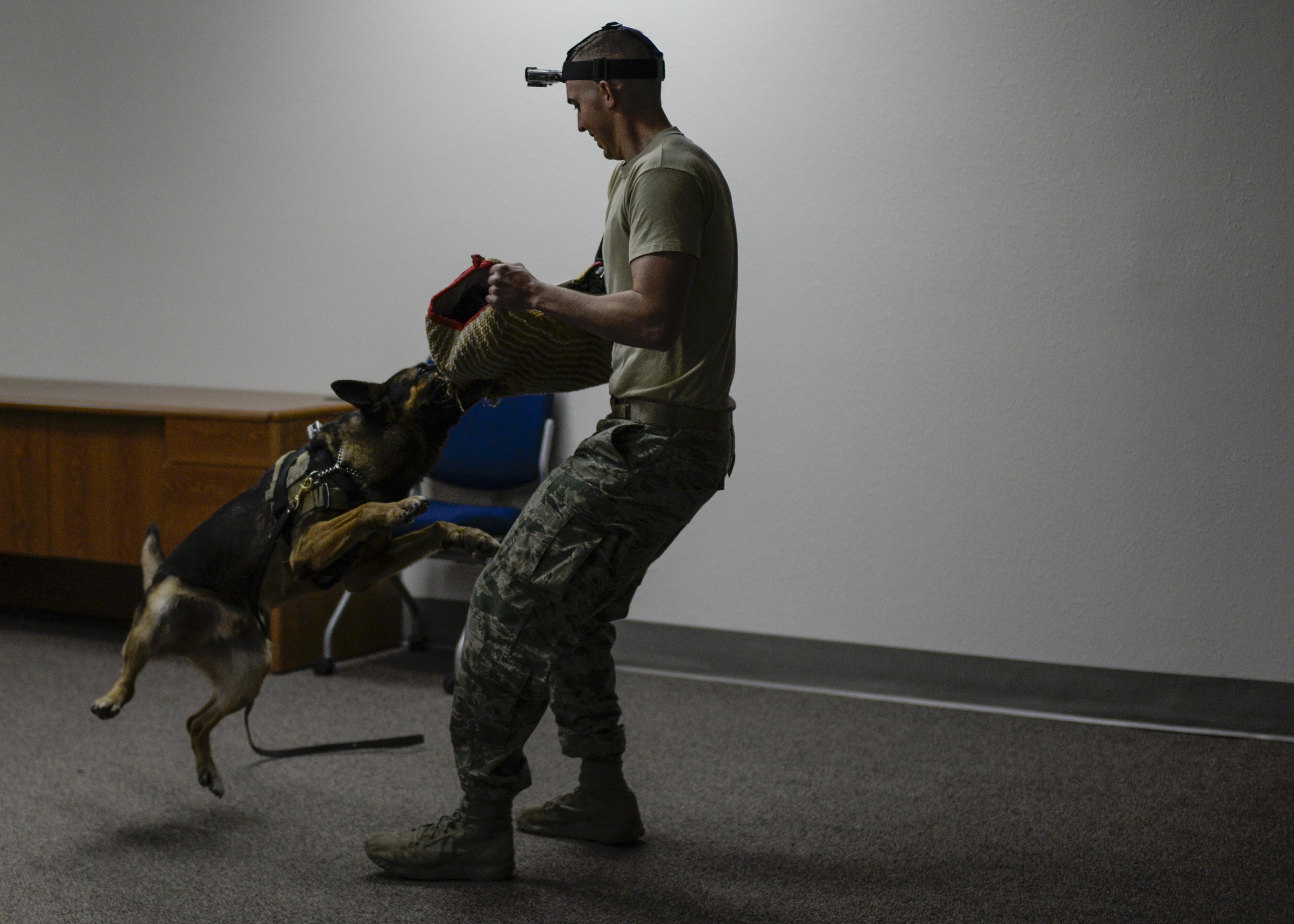 Day in the life–military working dog > Holloman Air Force Base ...