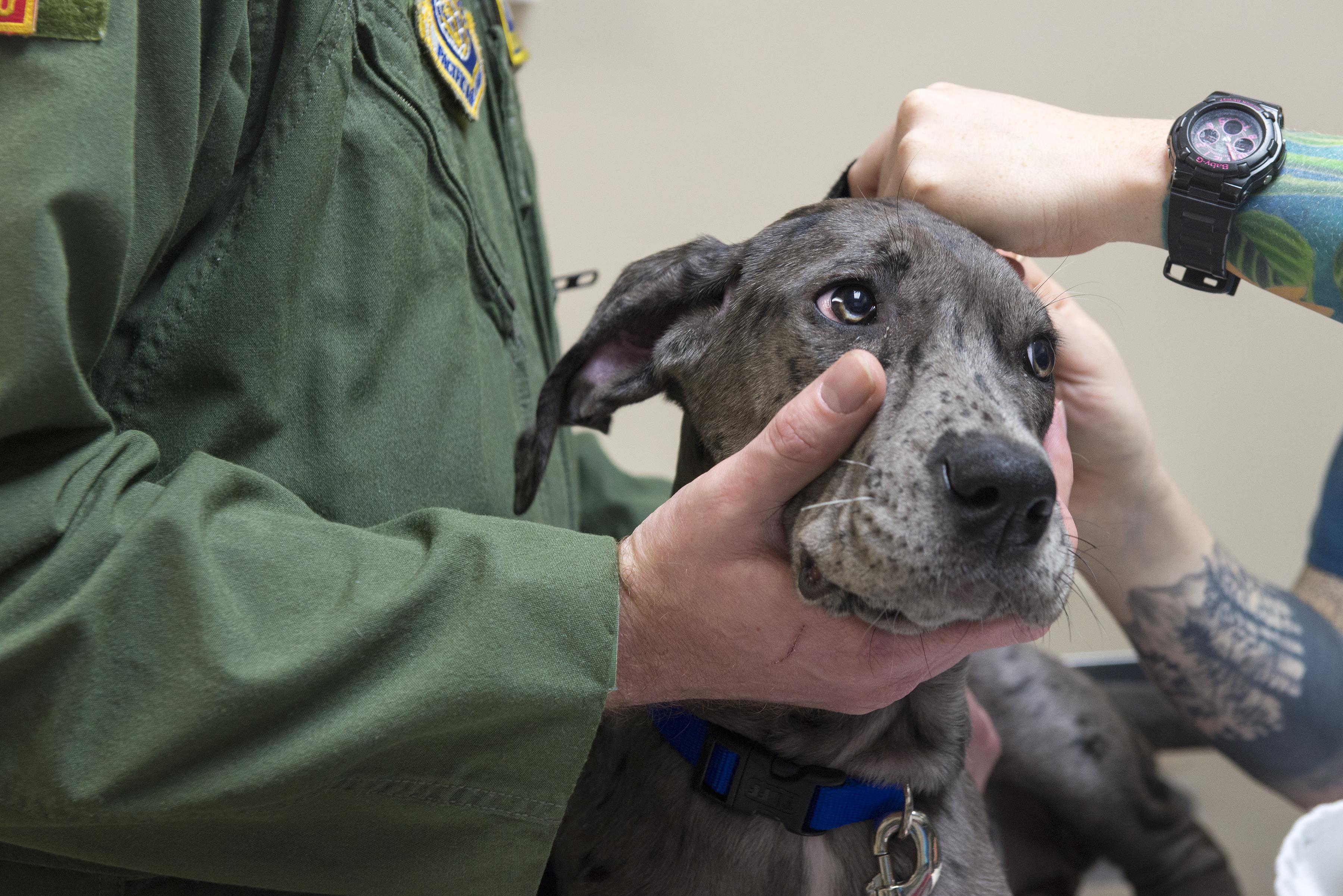 Are you Considering Chemotherapy for your Pet? Here’s what you need to ...