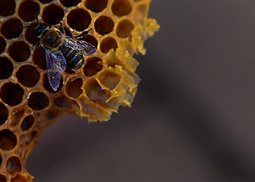 A busy bee > Cannon Air Force Base > Article Display
