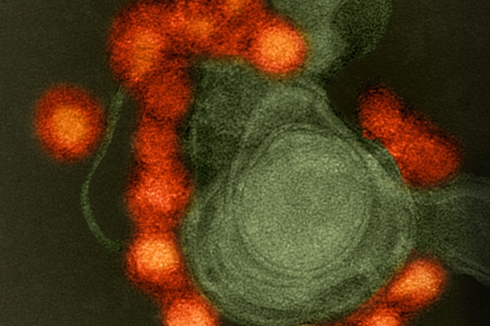 Human Trials Begin for Army-Developed Zika Vaccine > Air Force's ...