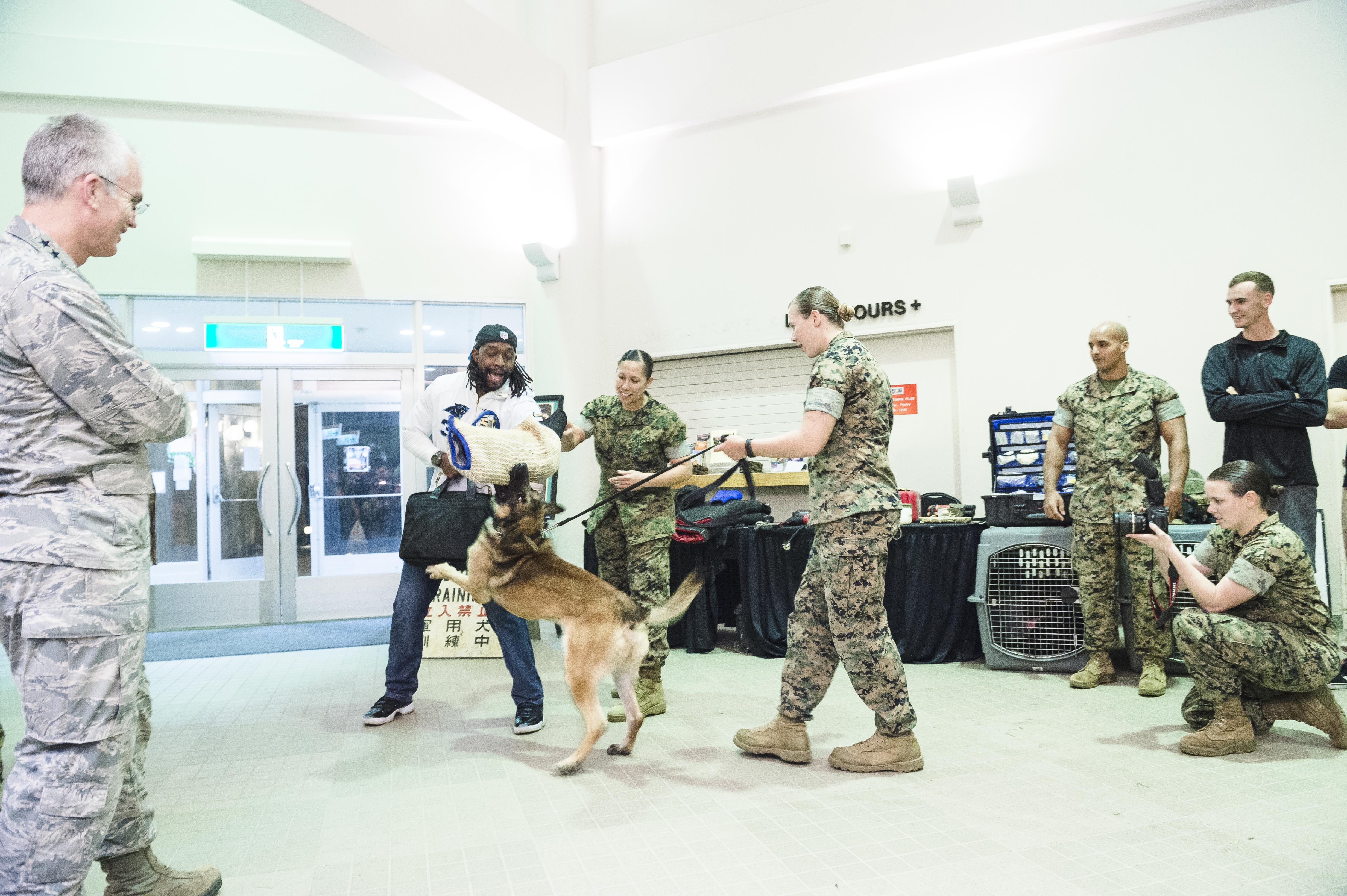 Military Dog | U.S. Department of War