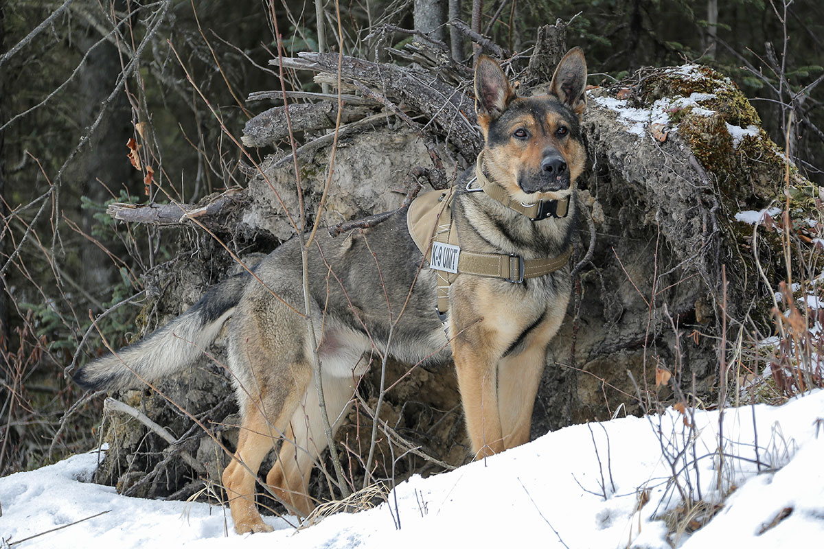 Soldier and Airmen dog handlers participate in joint training