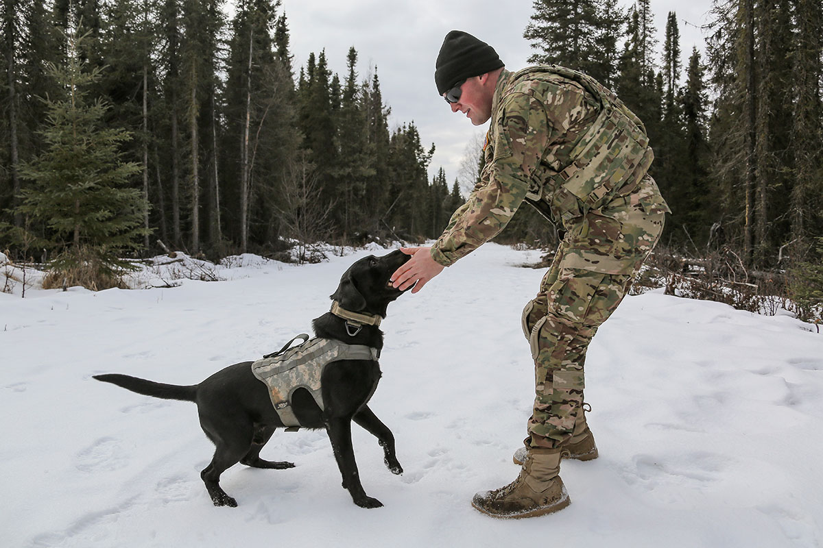 Air Force, Army Working Dog Handlers Improve Mission Effectiveness ...