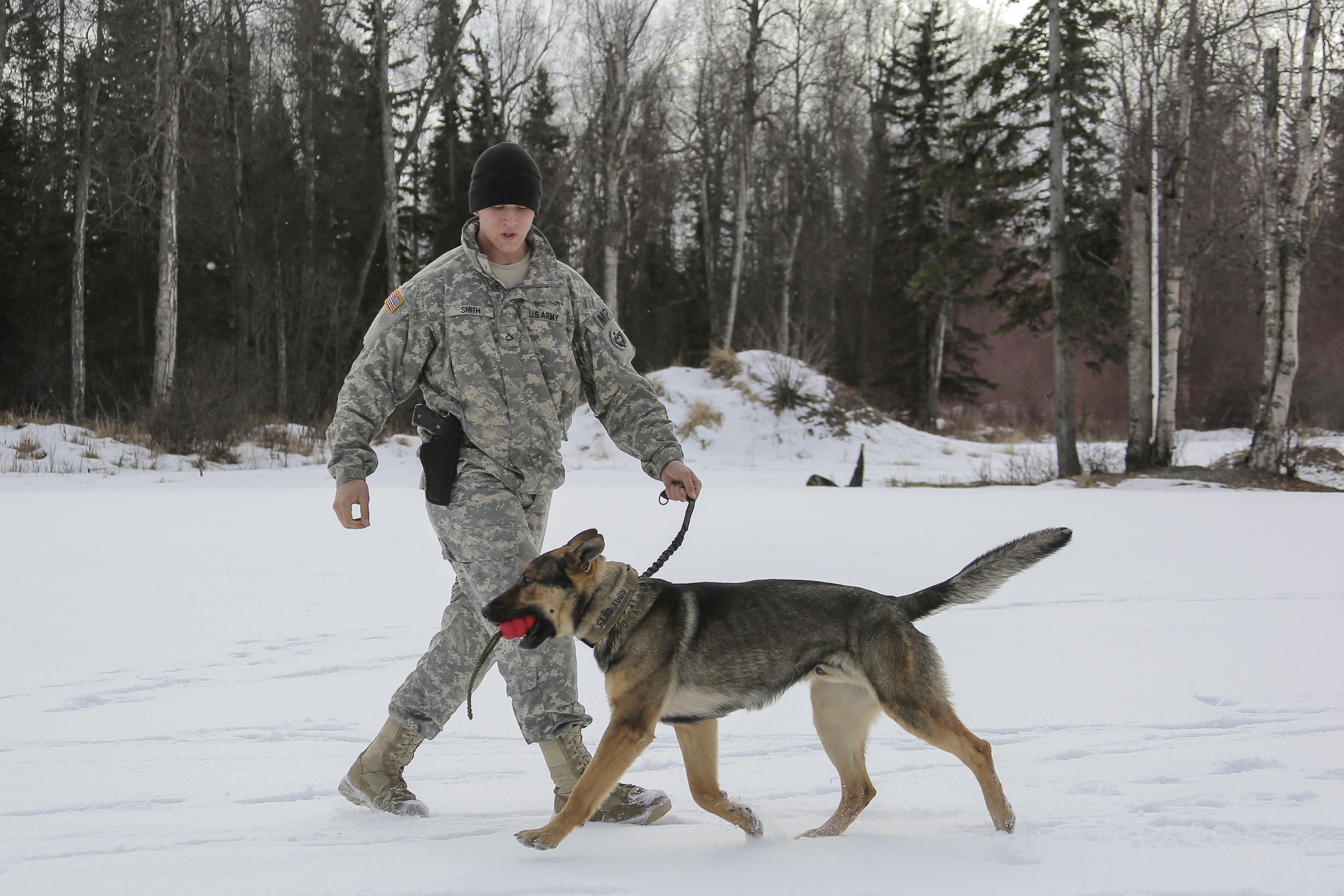 Air Force, Army Working Dog Handlers Improve Mission Effectiveness ...