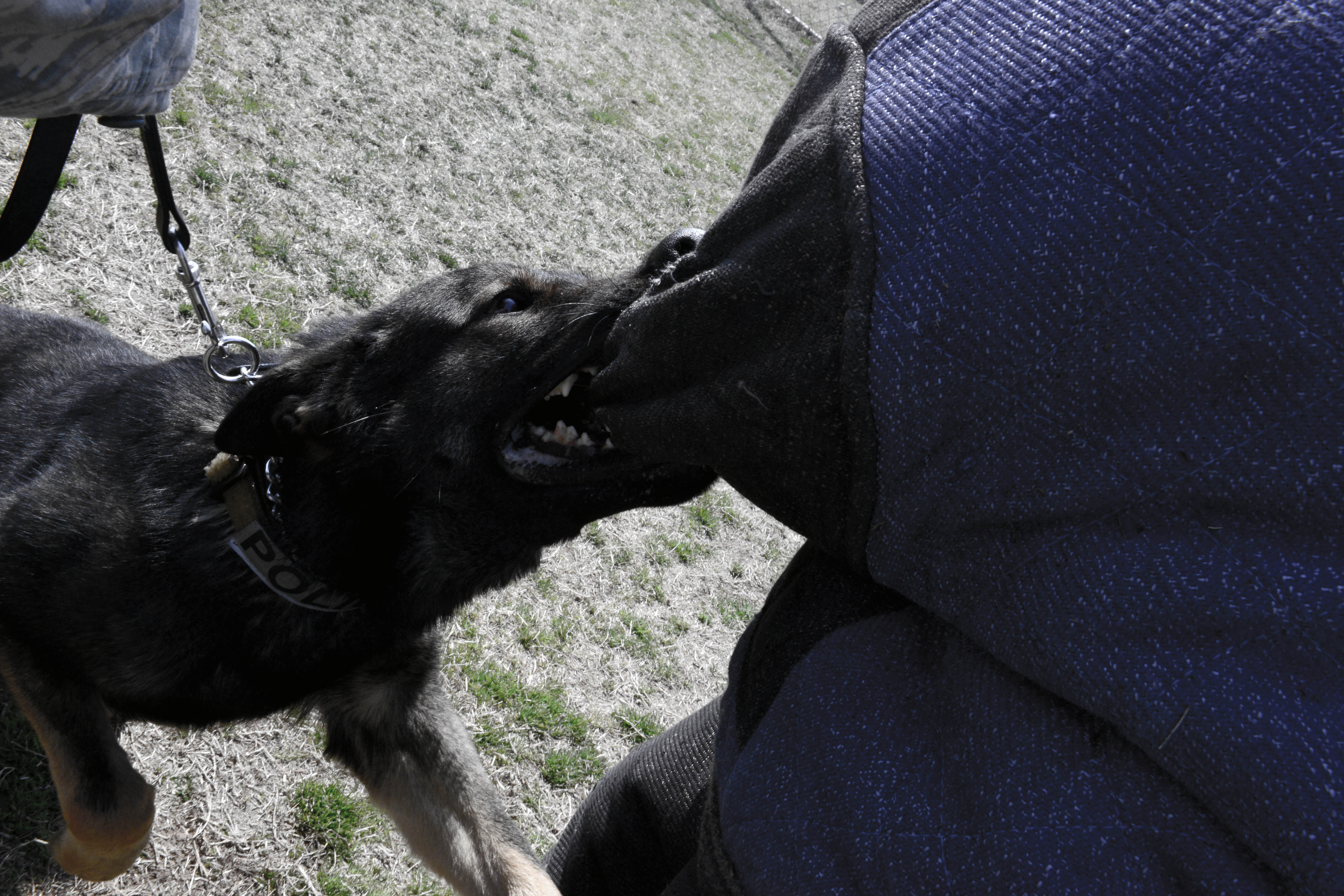 MWD train to keep paws on the ground > Pacific Air Forces > Article Display