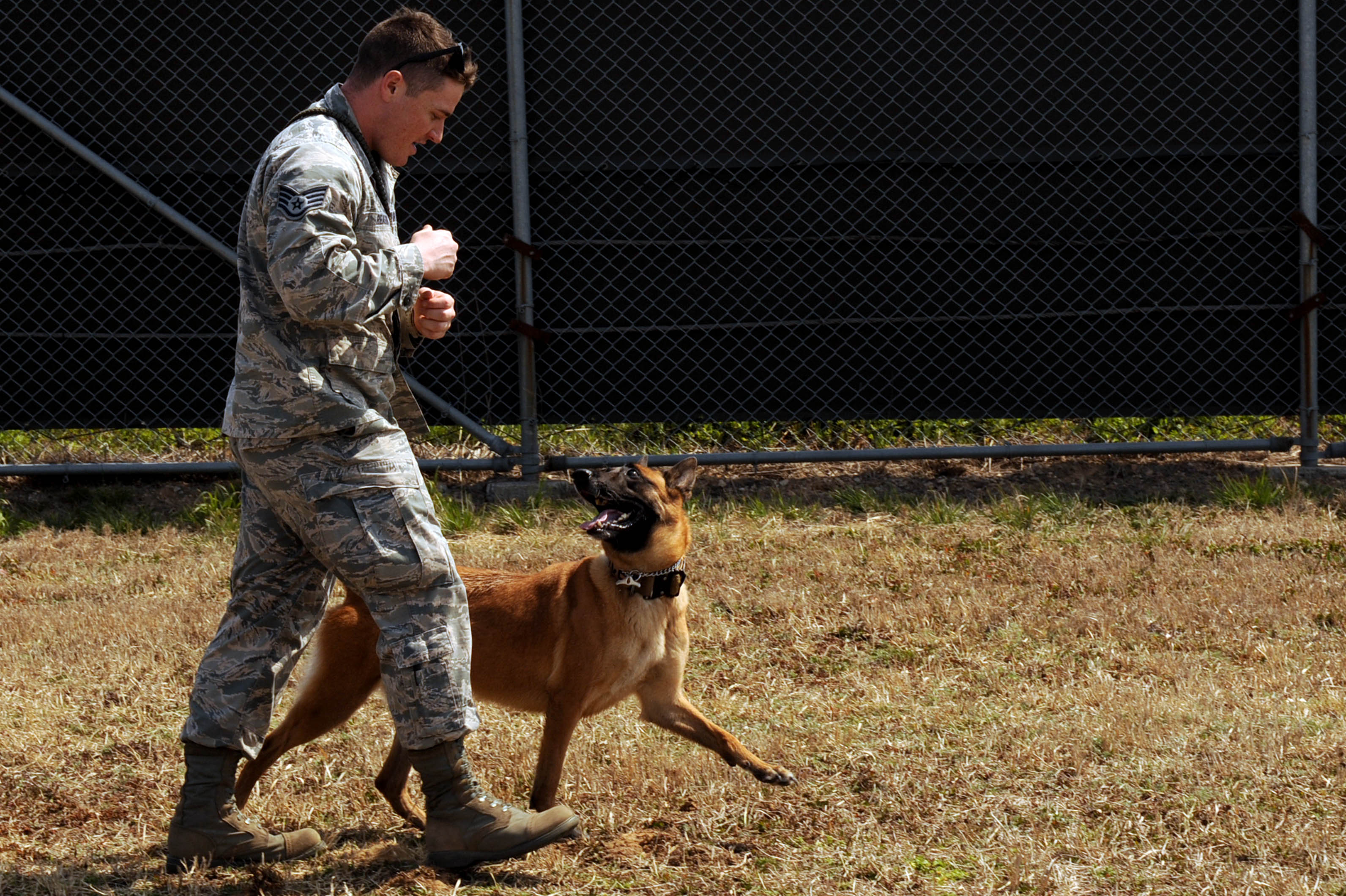 MWD train to keep paws on the ground > Pacific Air Forces > Article Display