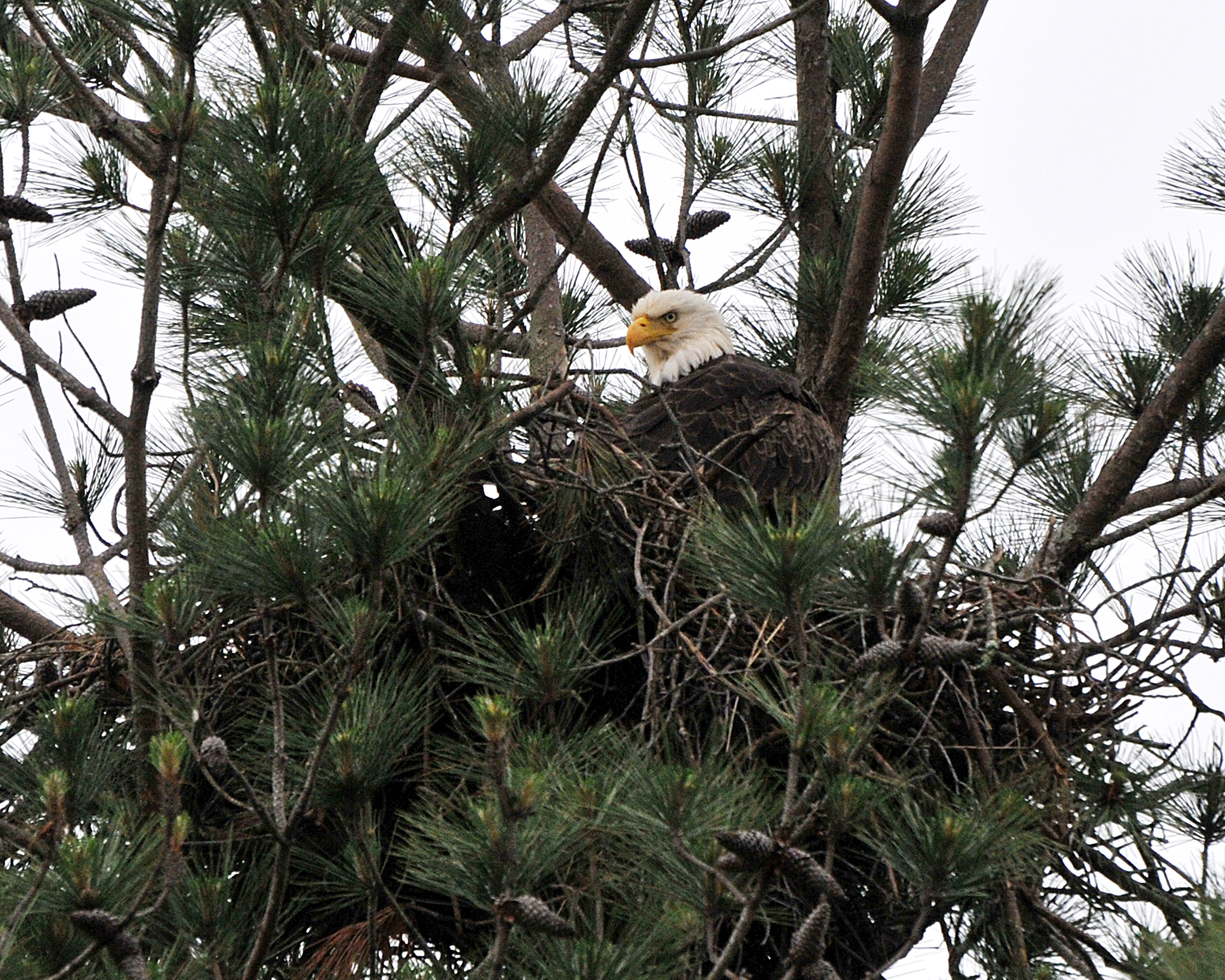 do eagles nest in pine trees