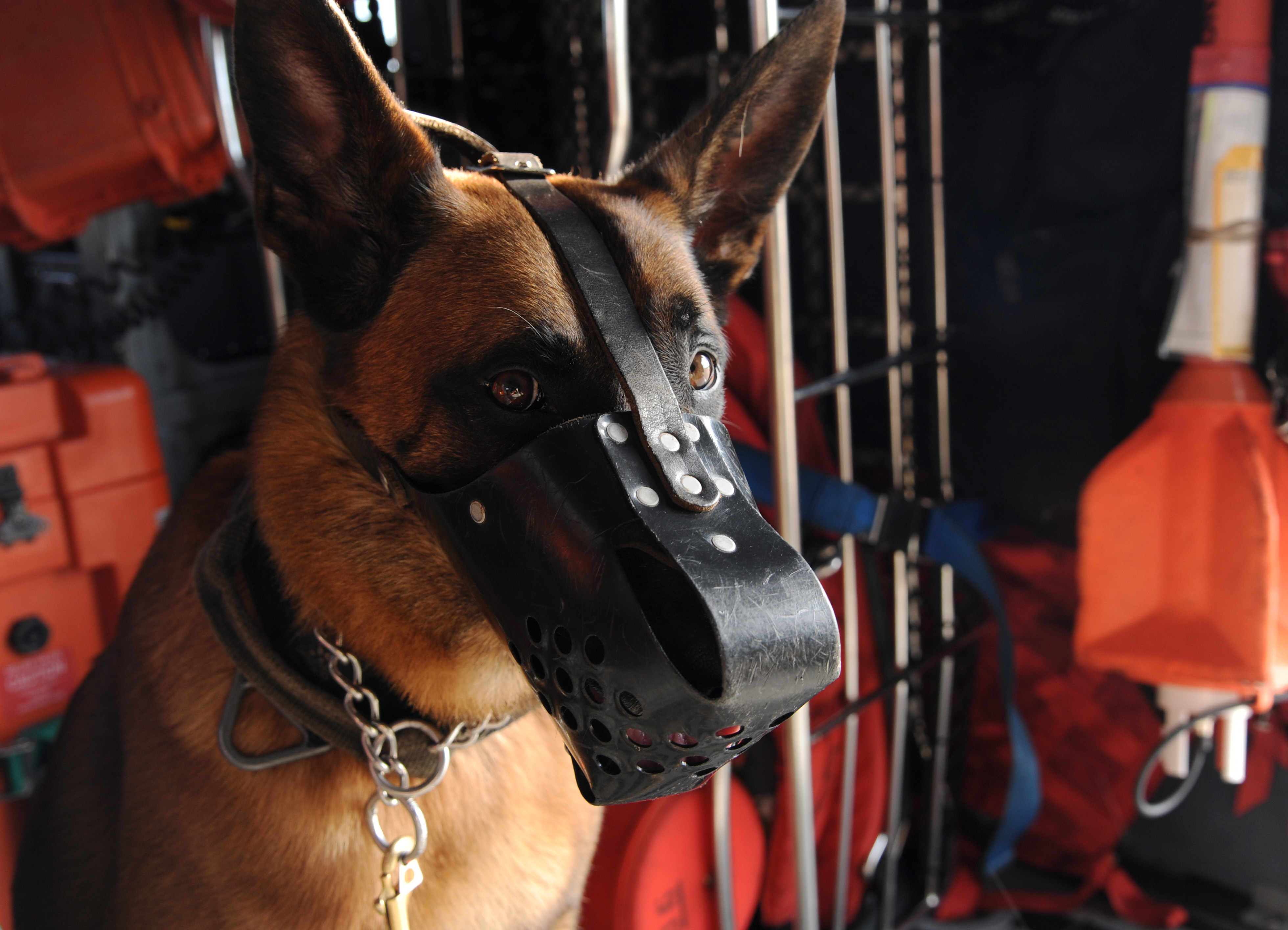 Doggone helicopters! 6th SFS MWDs receive unique helicopter training