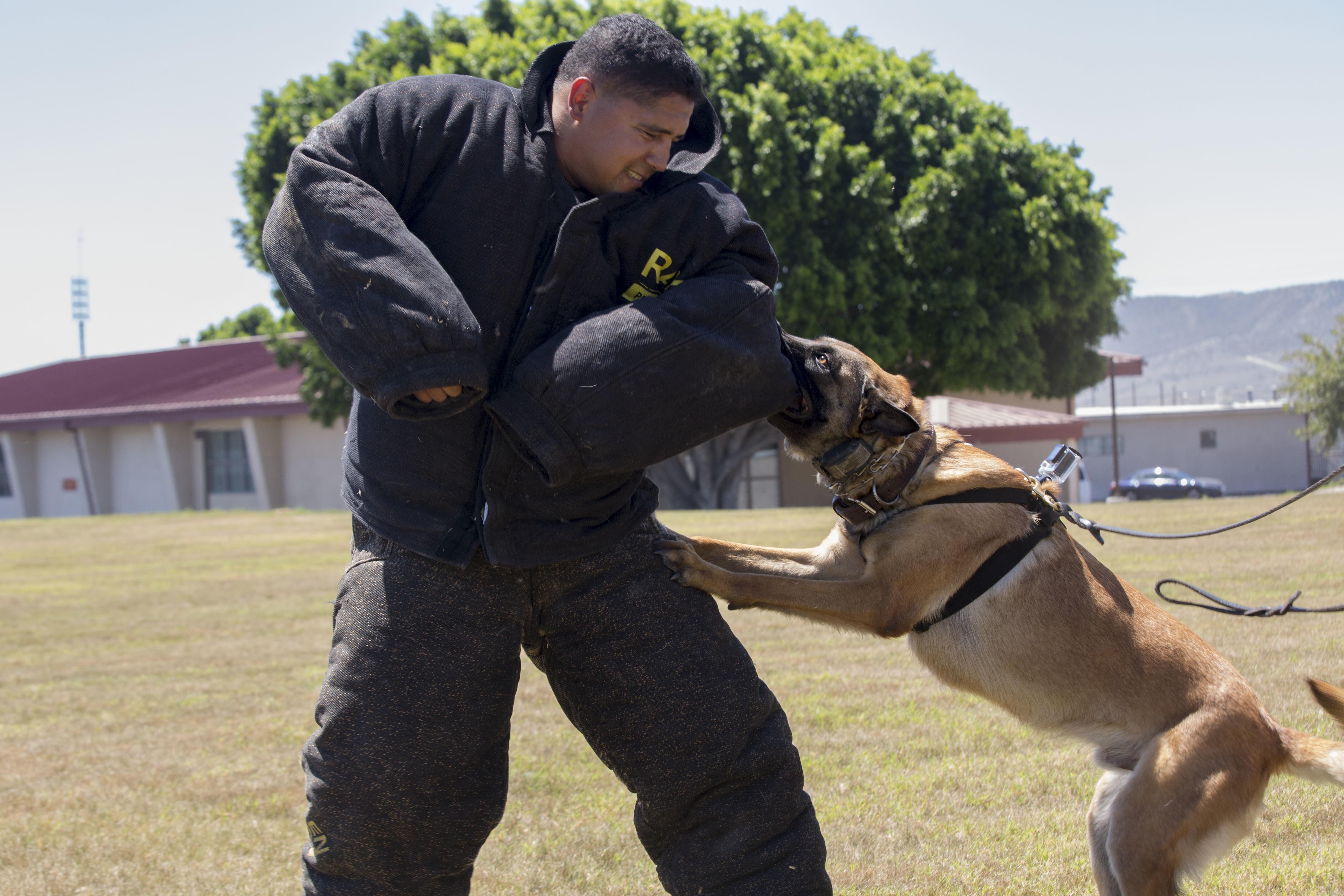 1st Law Enforcement Battalion Trains with Military Working Dogs Daily ...