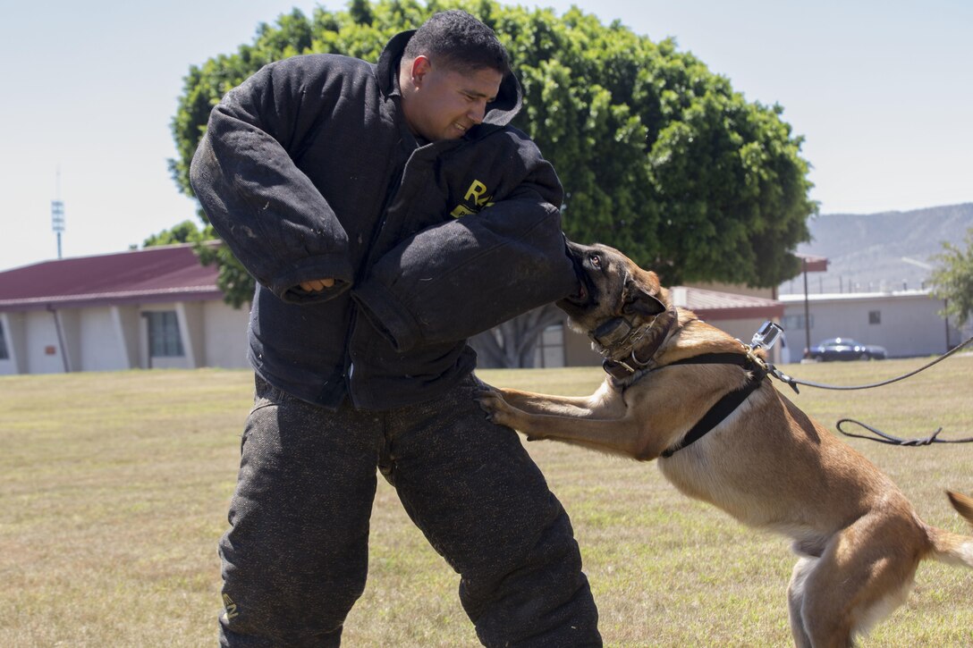 1st Law Enforcement Battalion Trains with Military Working Dogs Daily ...