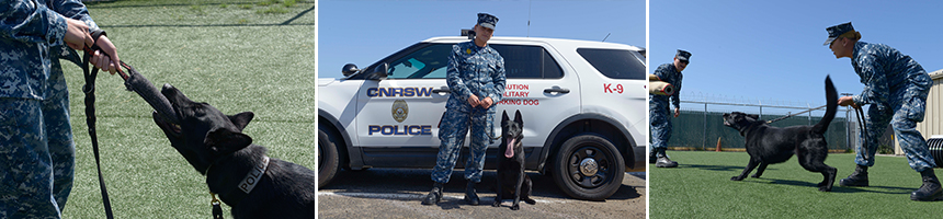 What It Takes To Be a Navy Dog Handler > U.S. Navy - All Hands ...