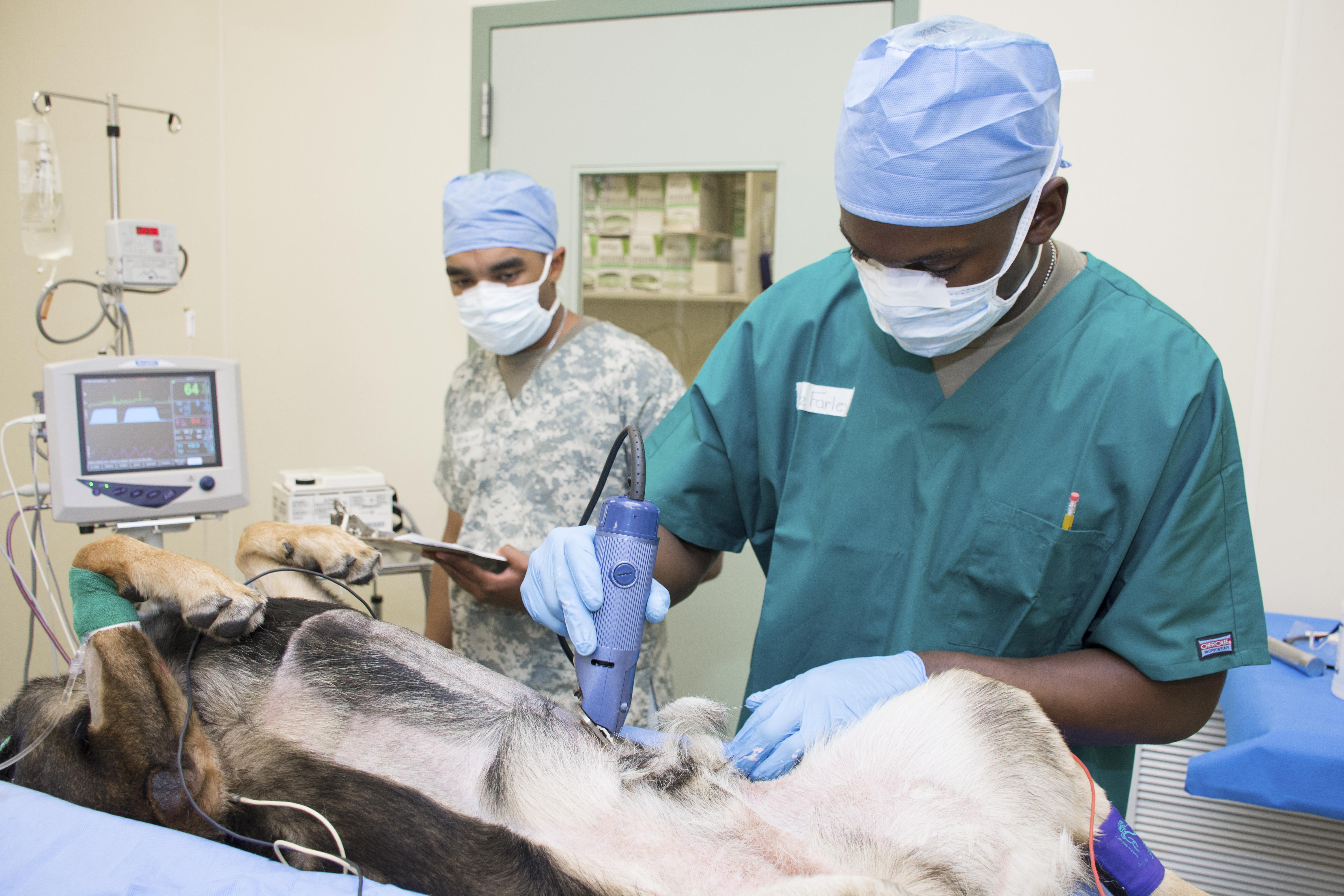 Army Medicine and U.S. Border Patrol partner for training, veterinary ...