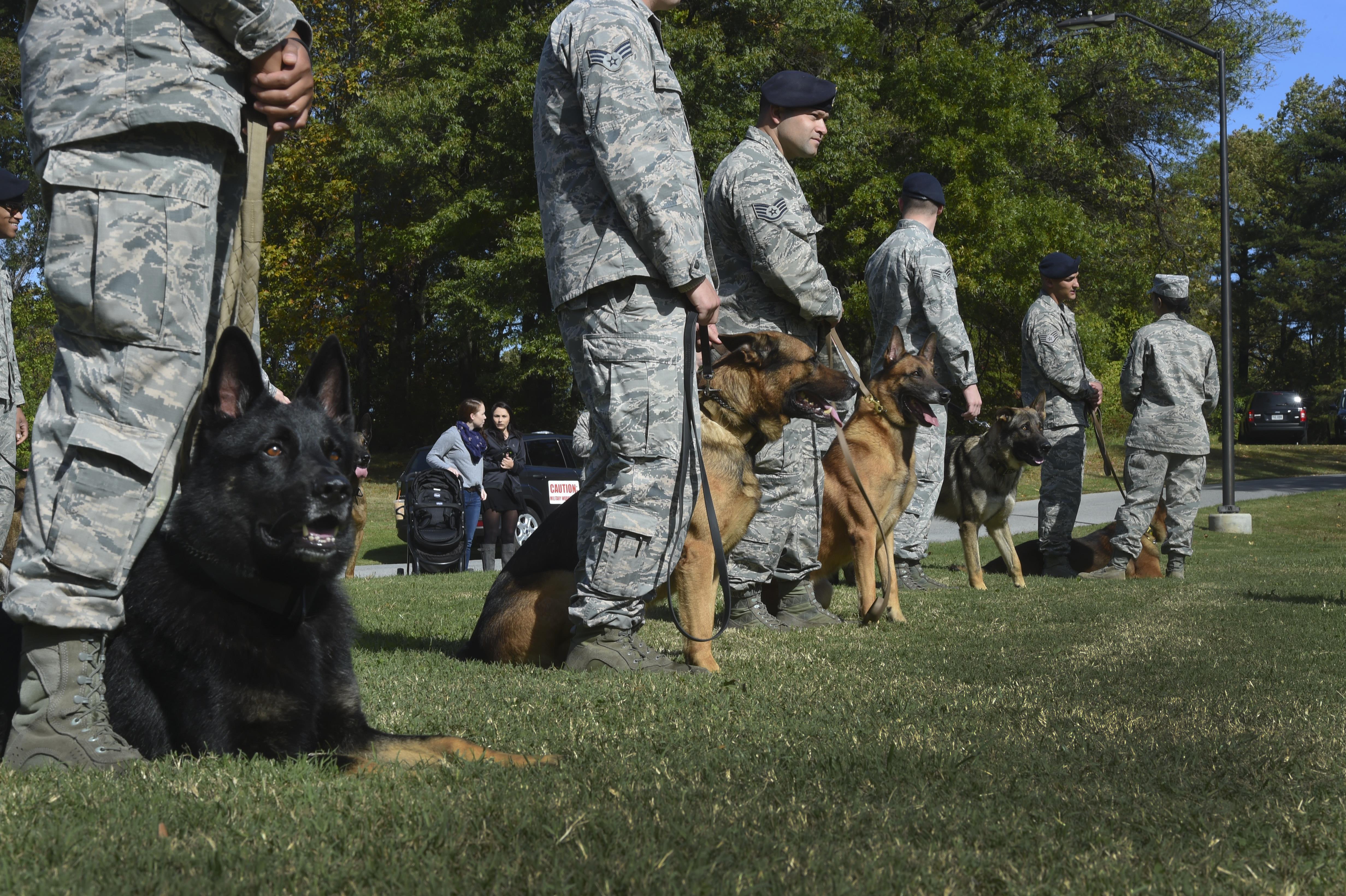 All military dogs go to heaven > Joint Base Andrews > Article Display