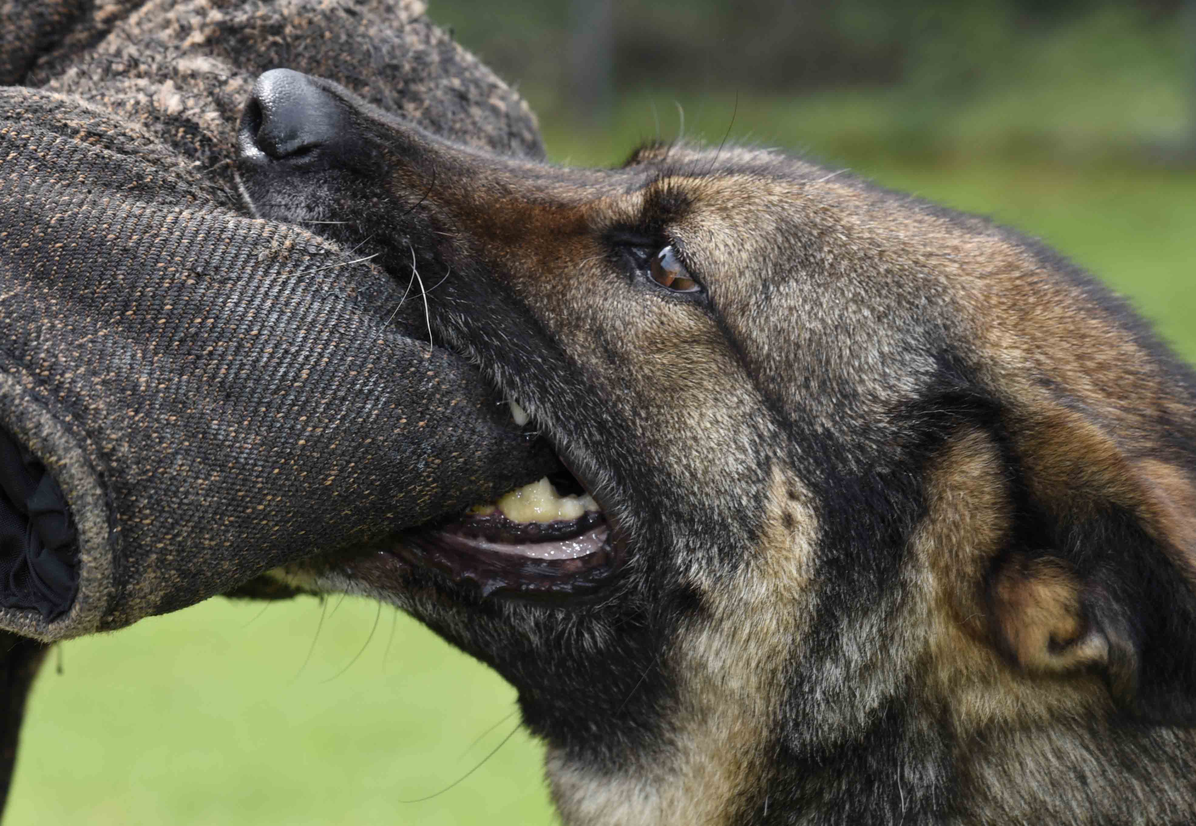 German Shepherd Bite