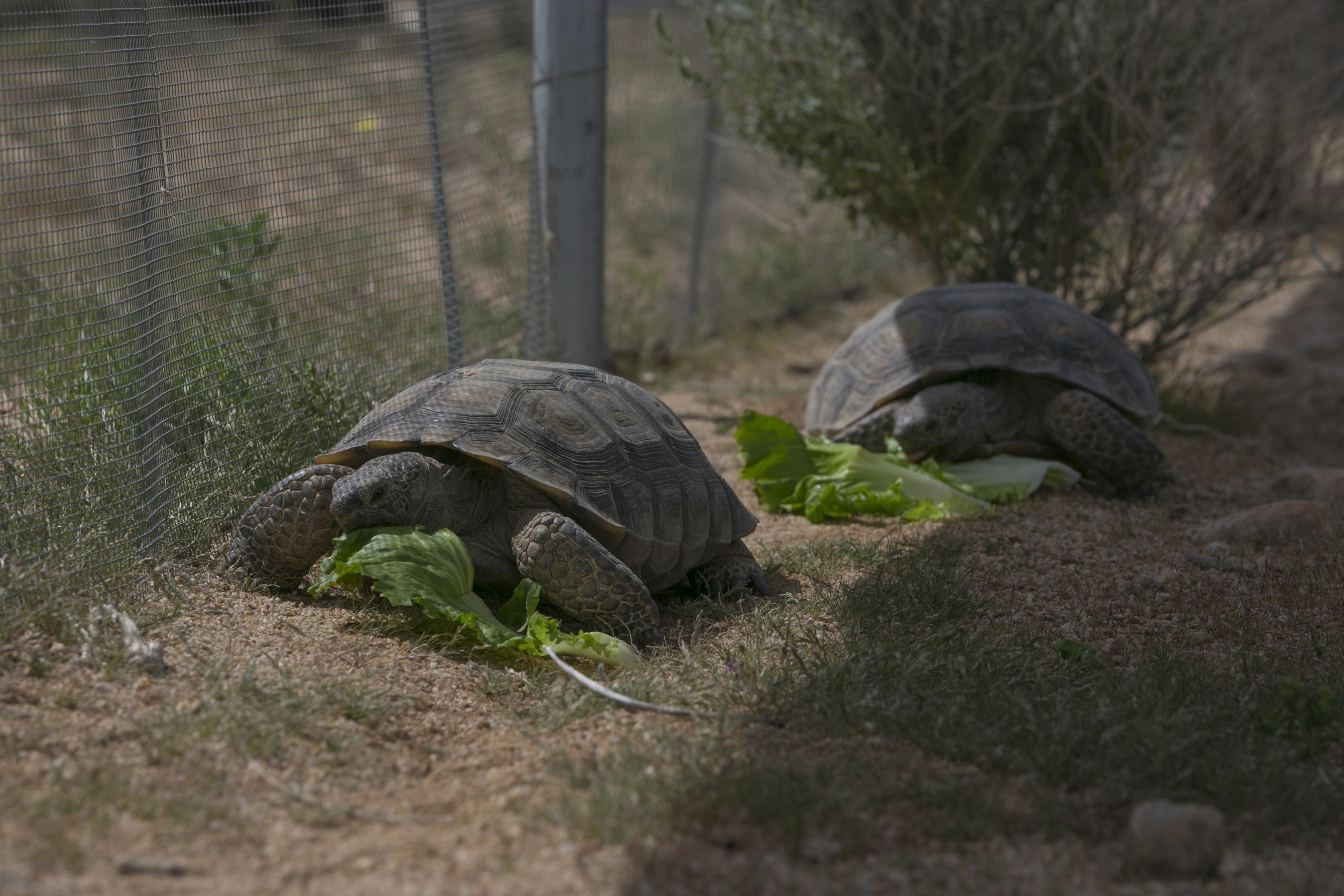 TRACRS makes 2nd tortoise release > Marine Corps Air Ground Combat ...