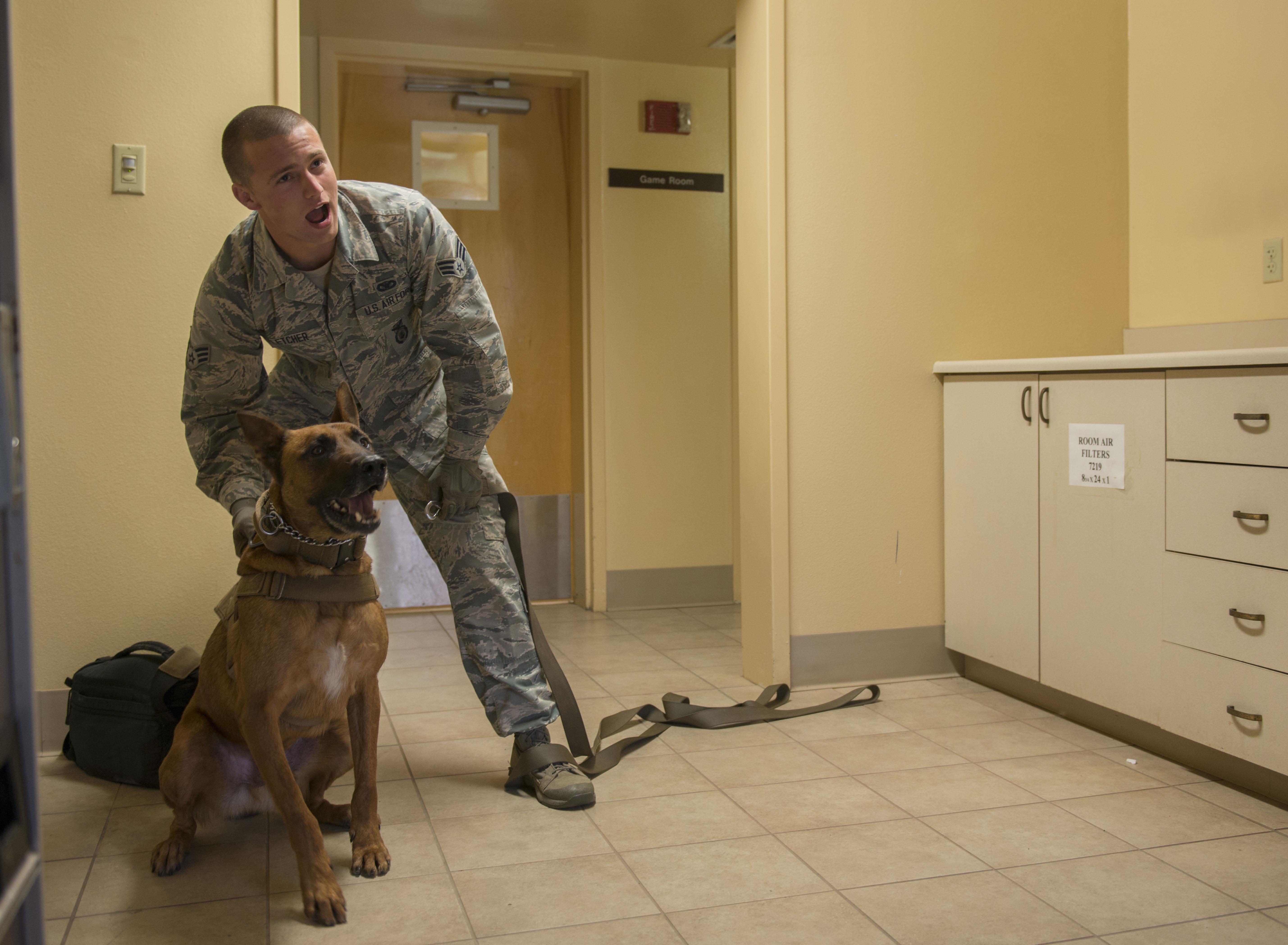 Military working dog: An Airman’s best friend > Dyess Air Force Base > News