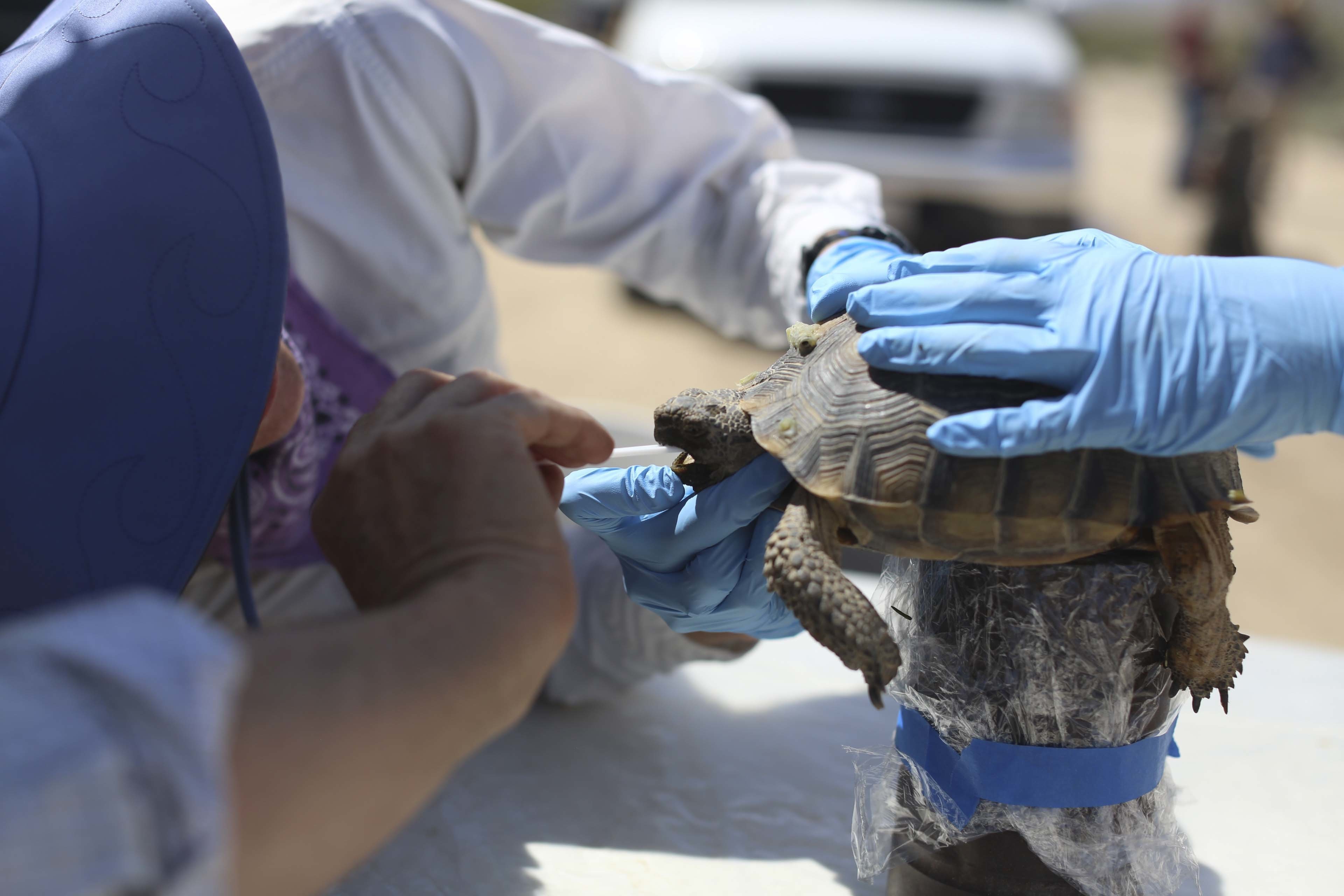 Combat Center conducts desert tortoise translocation > Marine Corps Air ...