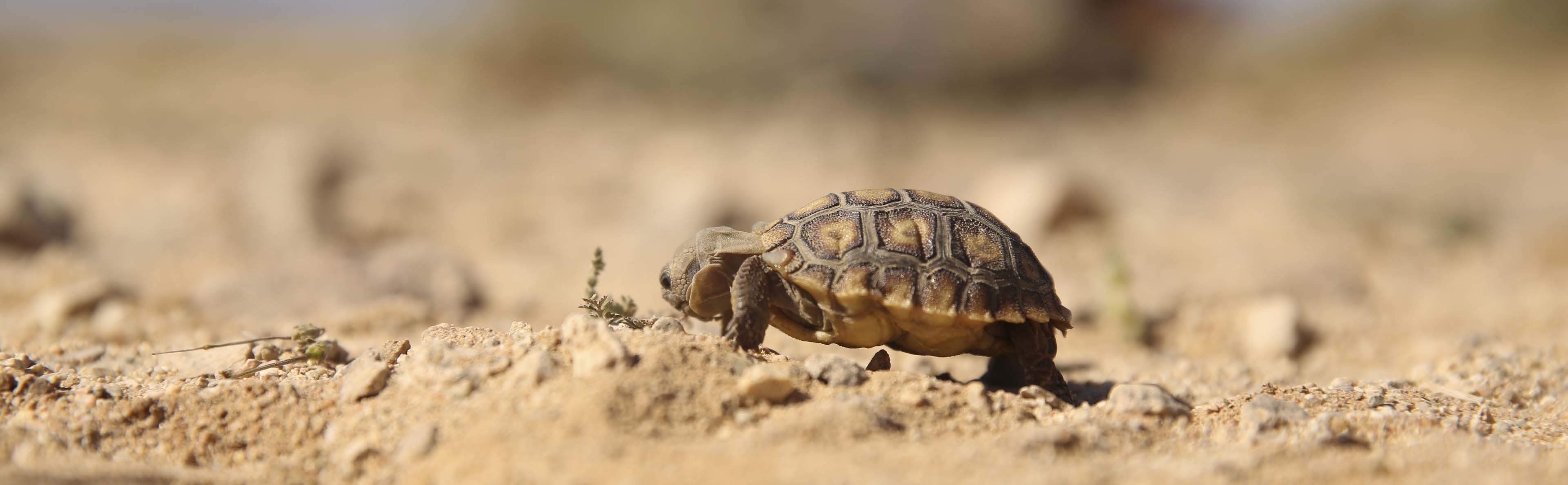 Combat Center conducts desert tortoise translocation > Marine Corps Air ...