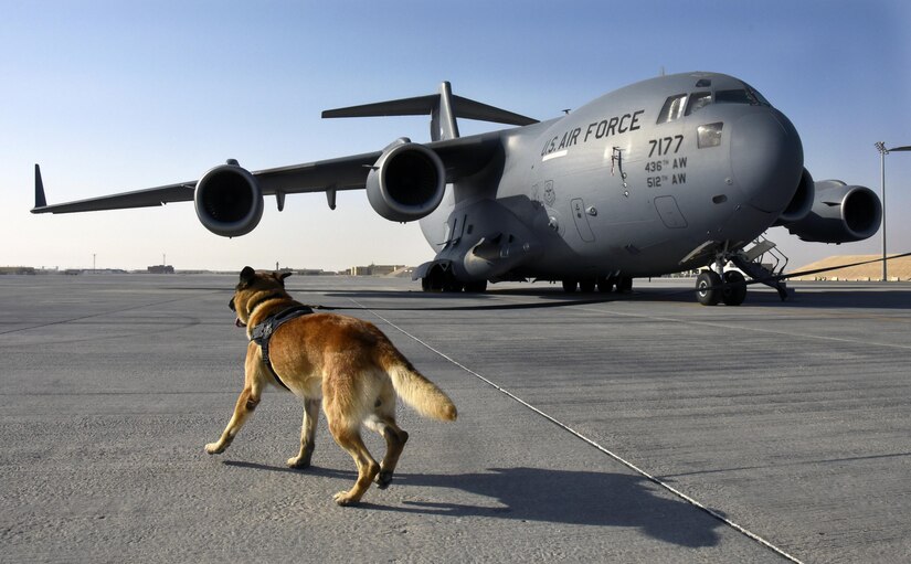 Detection training takes K-9 skills to new heights > U.S. Air Forces ...